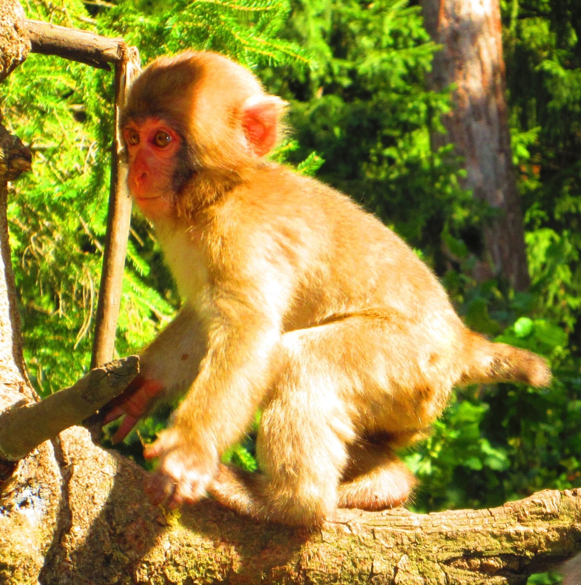 Affenberg Landskron - Villach