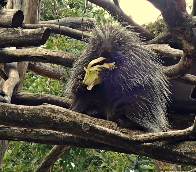 Kennt ihr den Urson ? - Hollabrunn