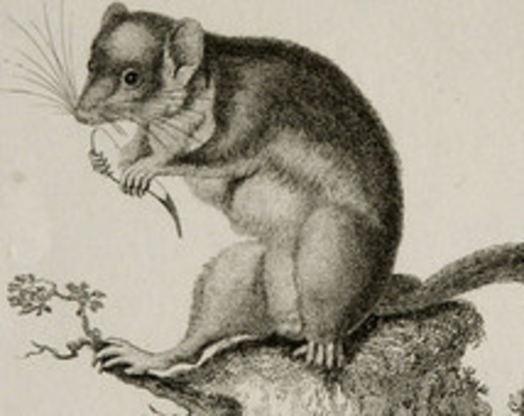 Laute Nagetiere, die Dir den Schlaf rauben - Graz-Umgebung