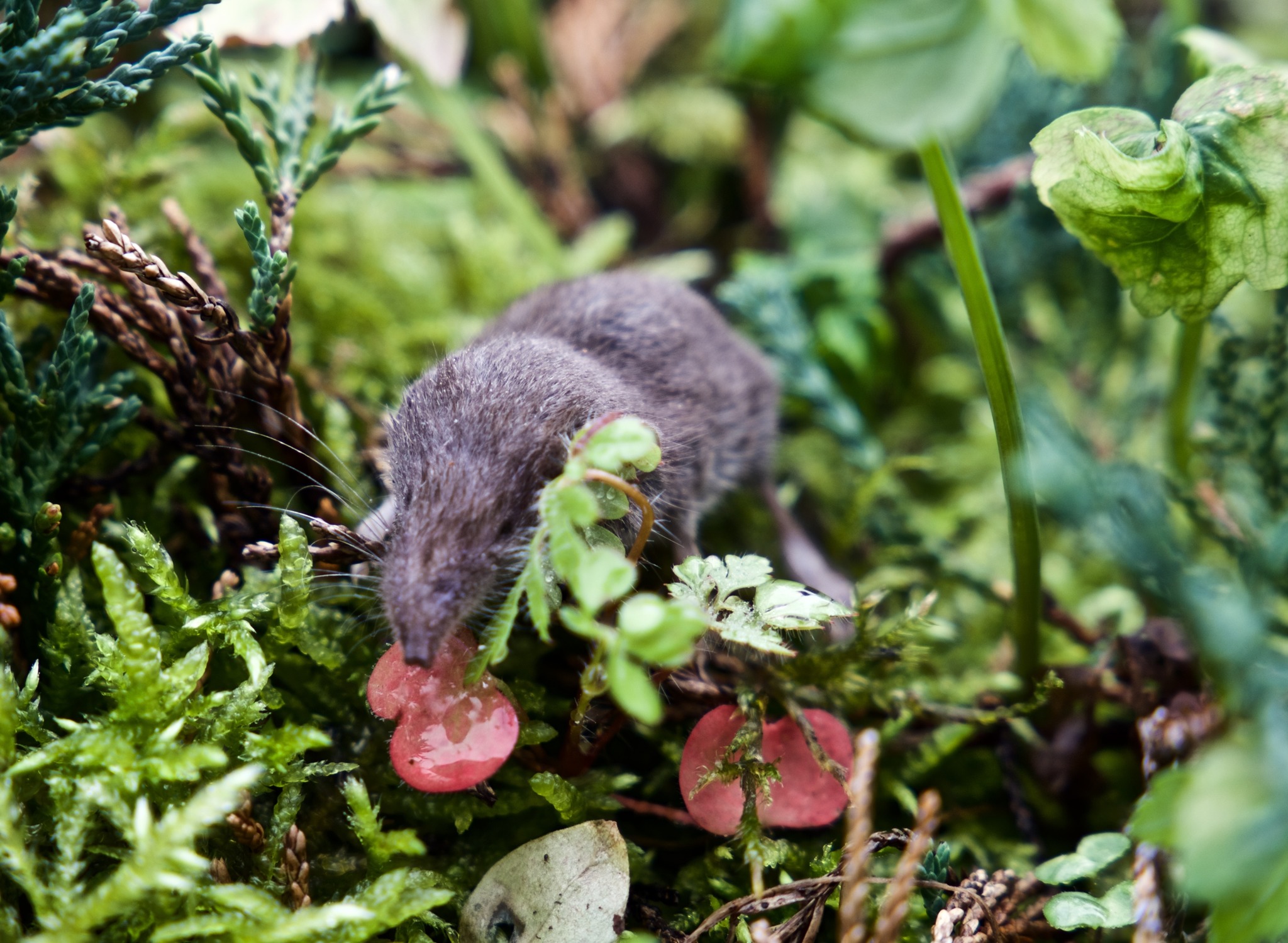 Gartenspitzmaus - Weiz