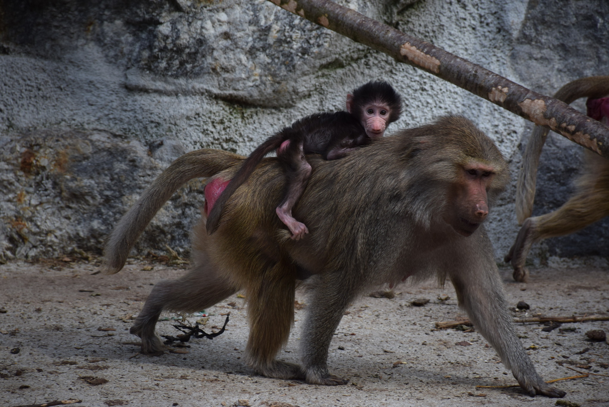 Wie sich die Paviane im Tierpark Haag pudelwohl fühlen - Amstetten
