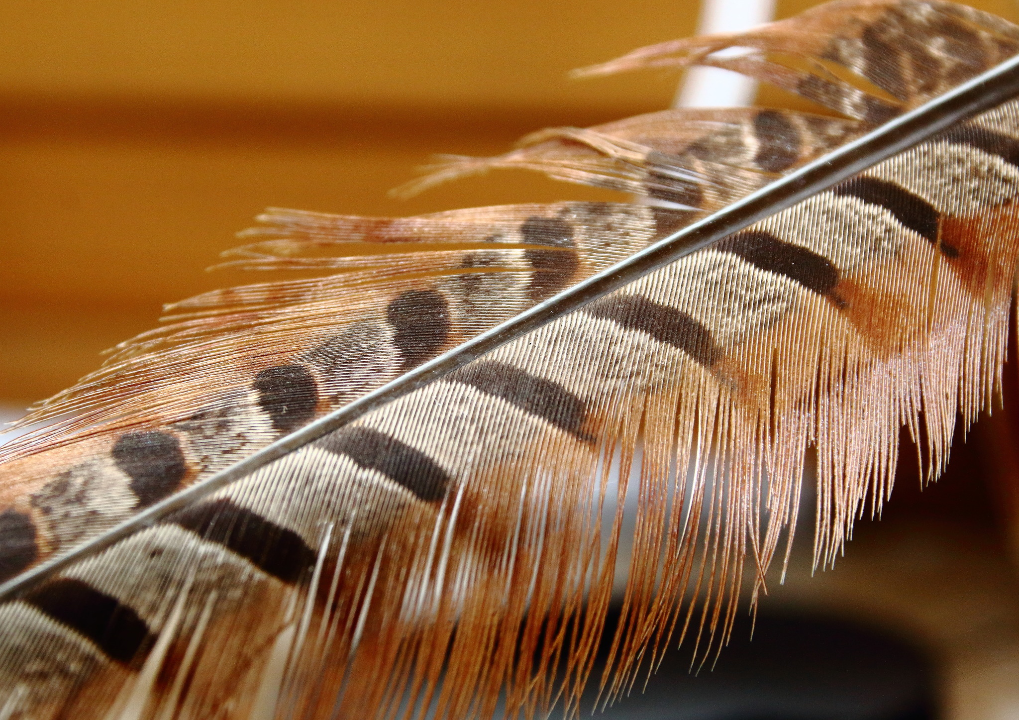 Gefundene Fasanenfeder! - Pinzgau