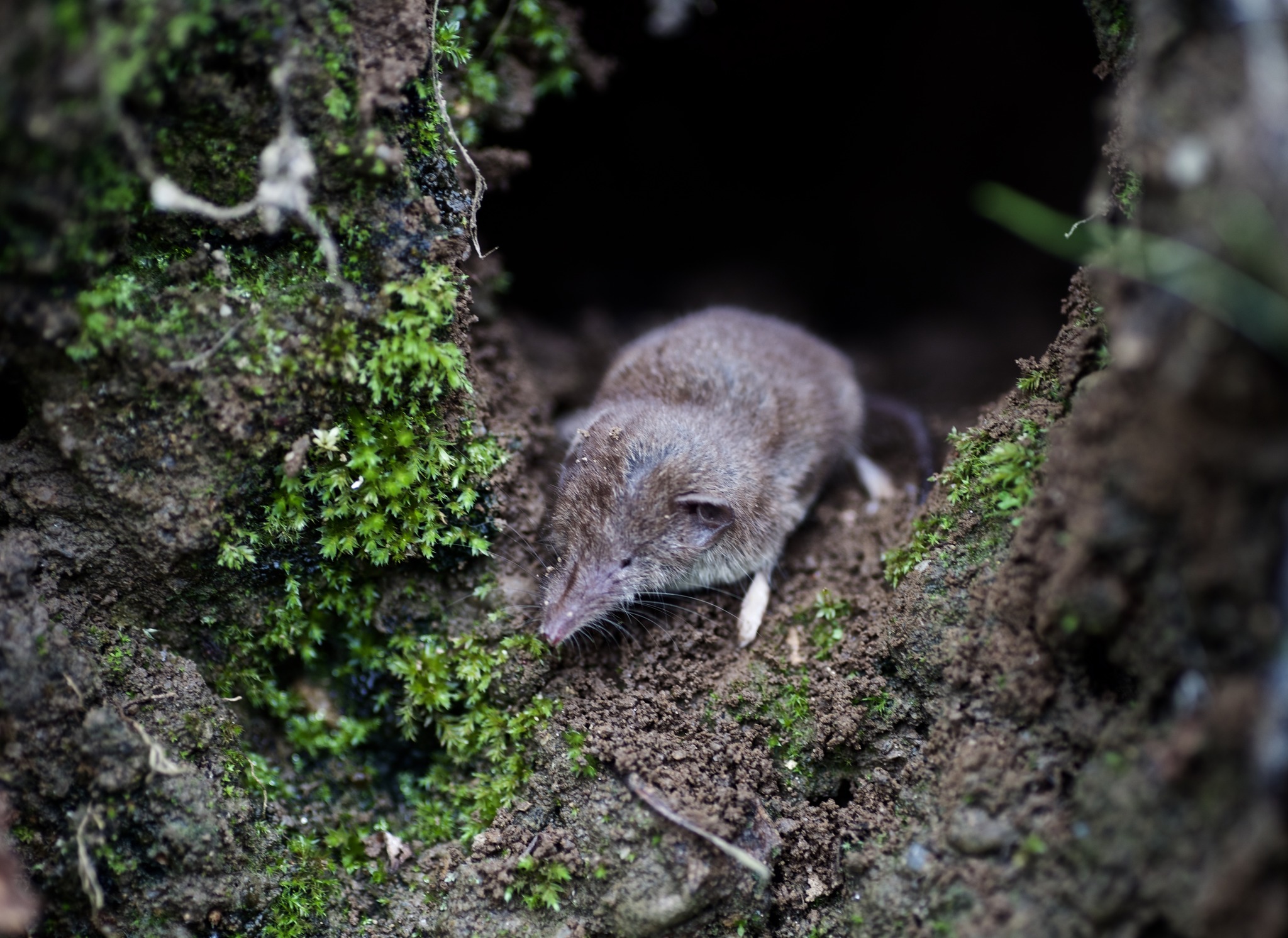 Zwergspitzmaus - Weiz
