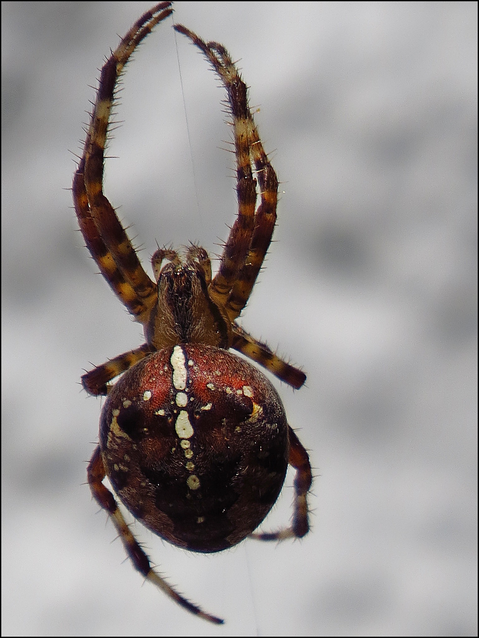 Birgit hast recht...bei mir spinnt a immer wer! :) - Amstetten