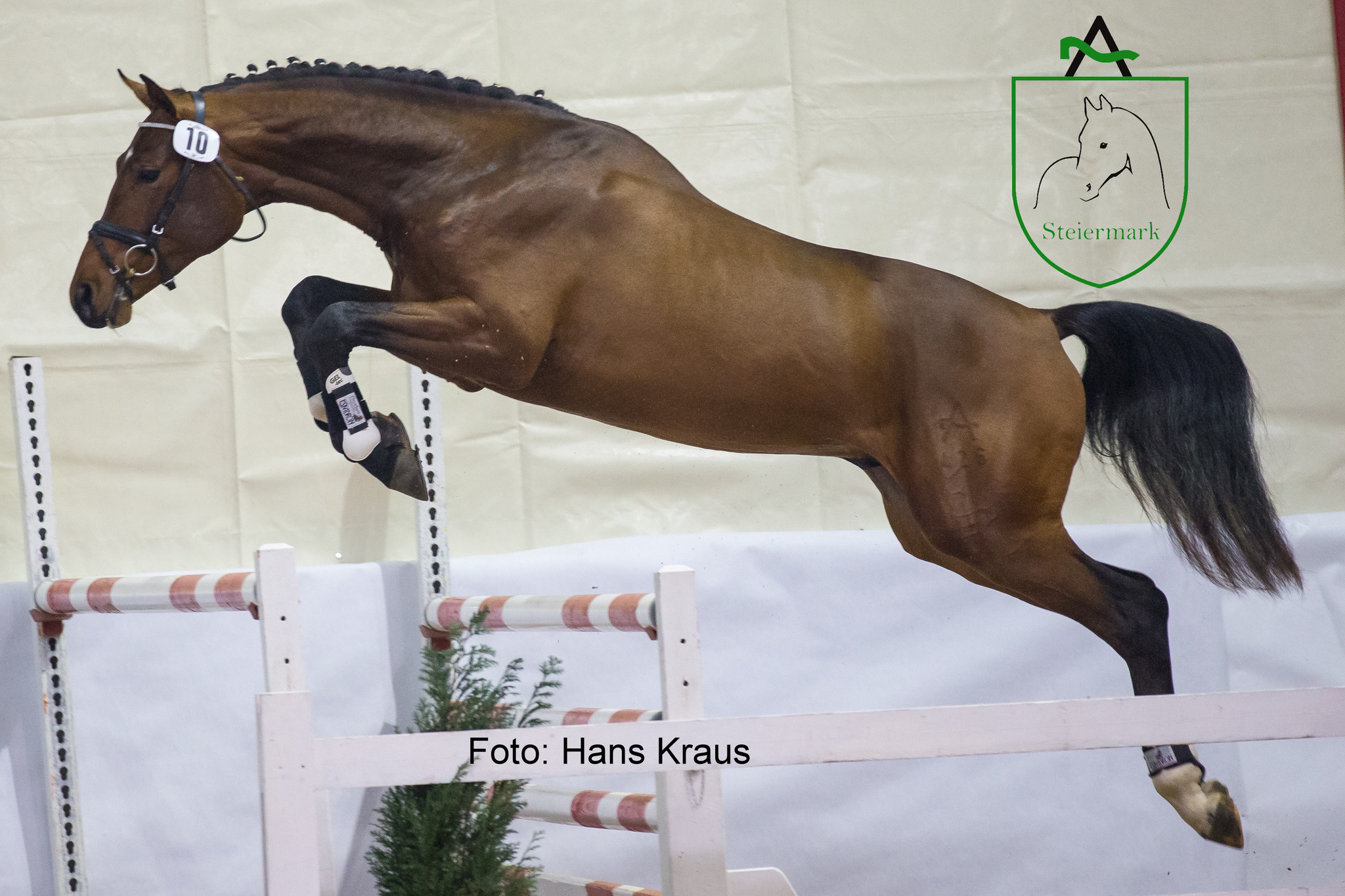 Pferde springen ohne Reiter in Wies - Deutschlandsberg