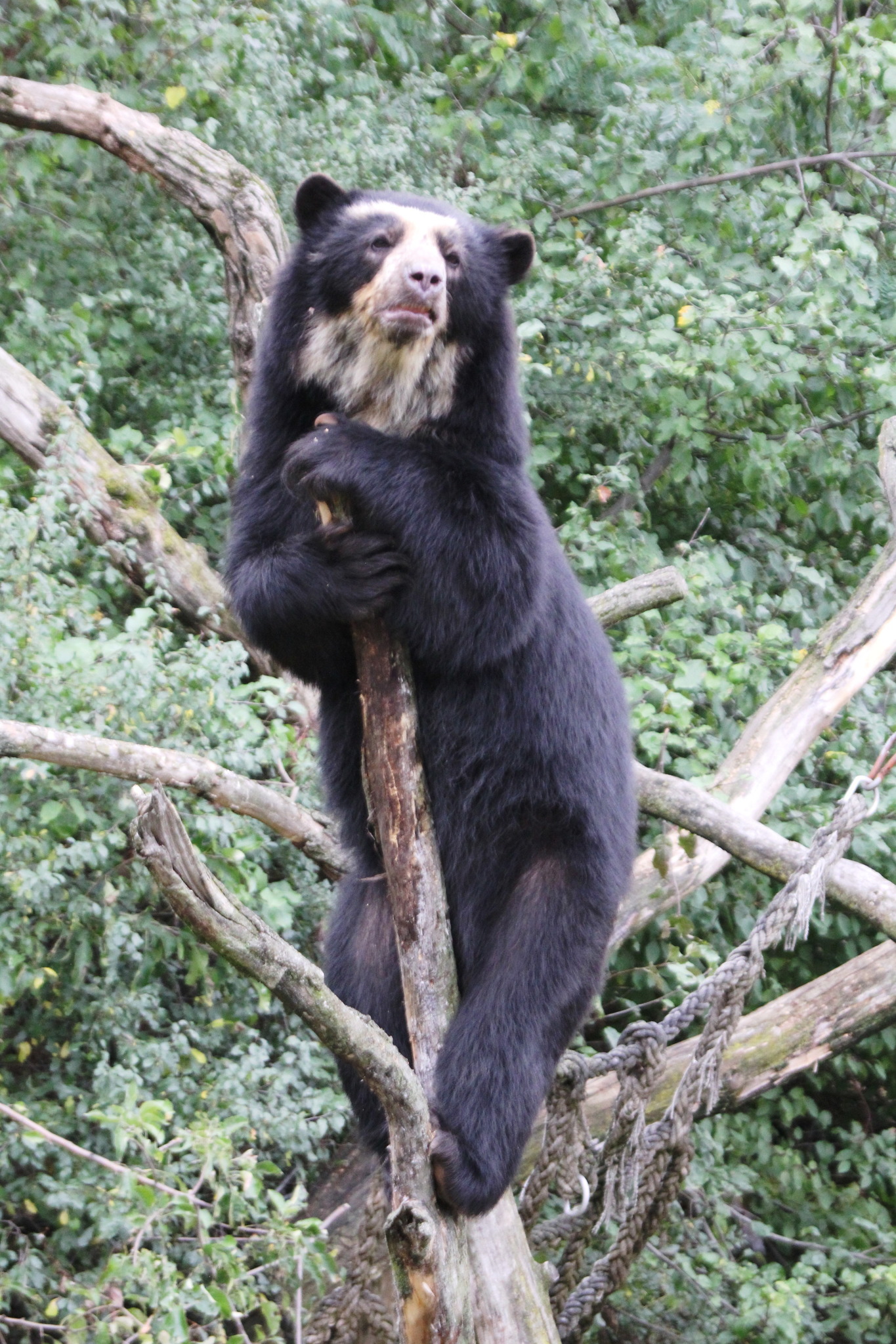 Malayenbär - Favoriten
