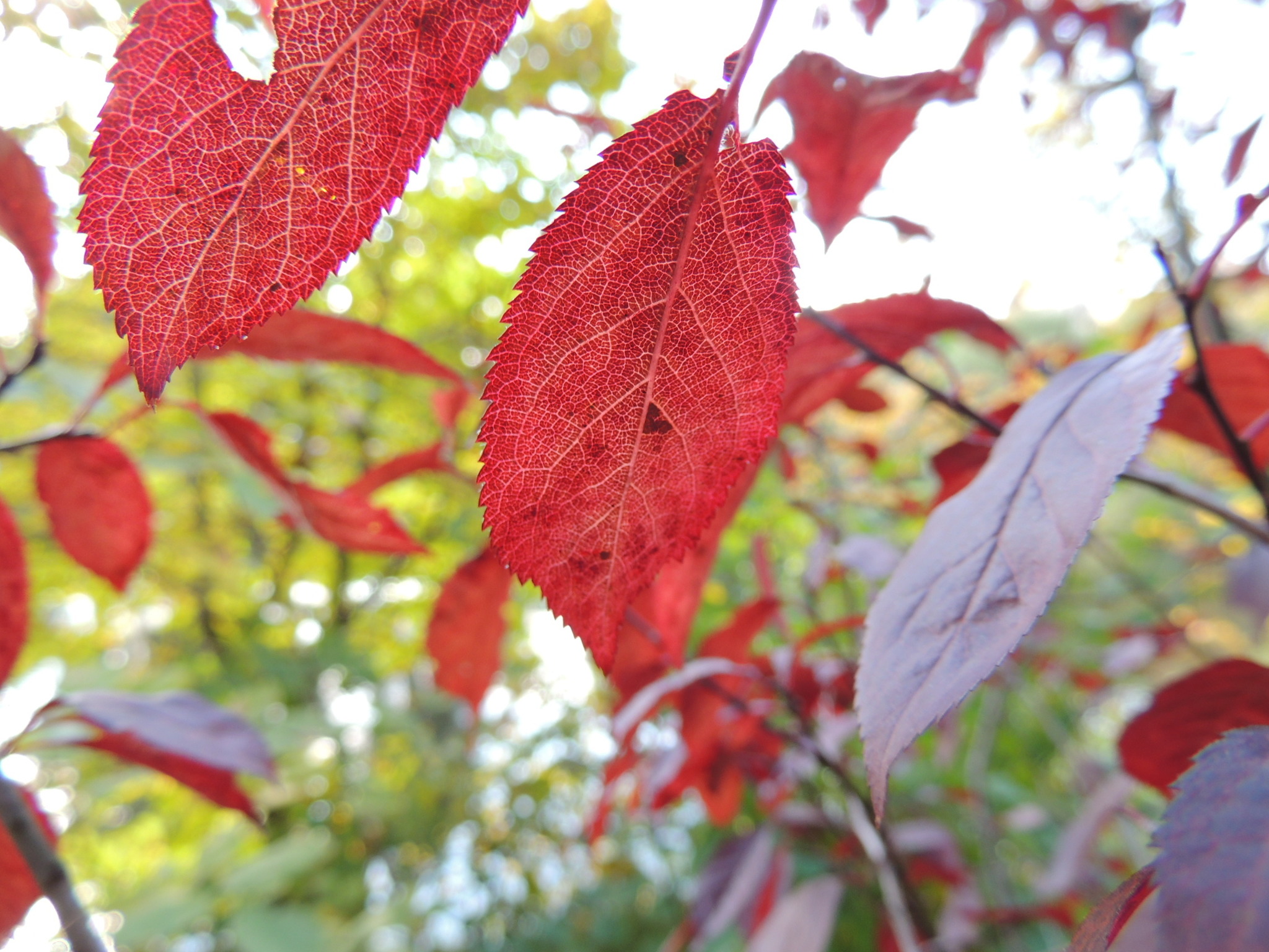 du brauchst ja nicht gleich rot werden - Horn