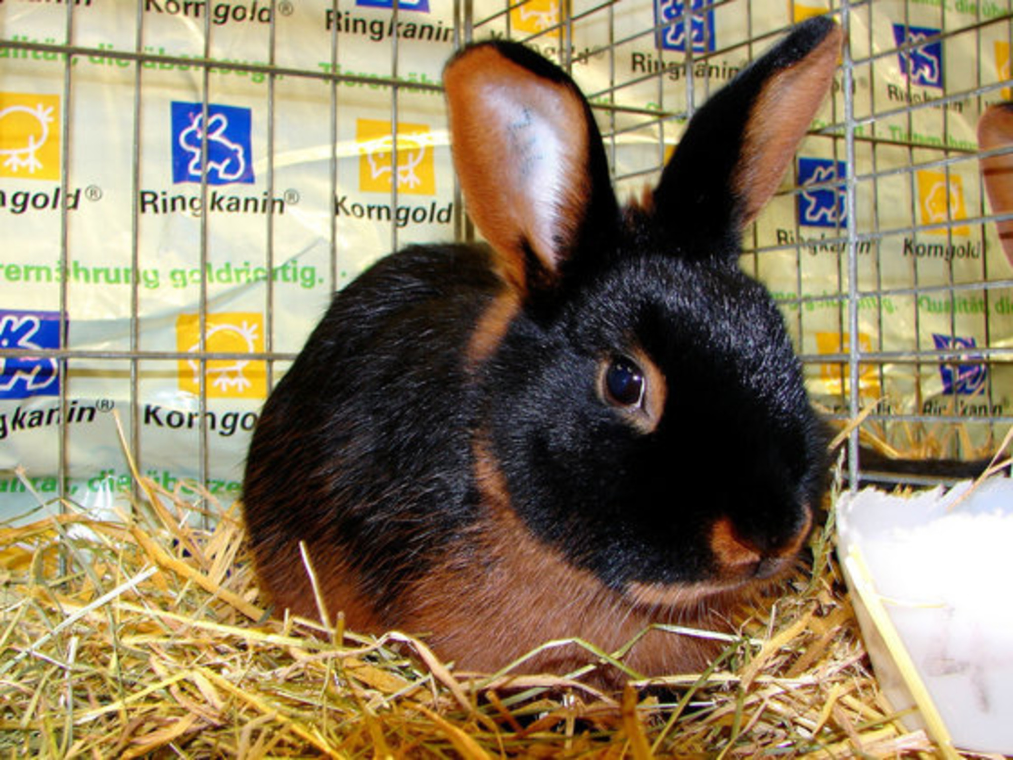 Kleintierschau bei Blumen Posch - Südoststeiermark