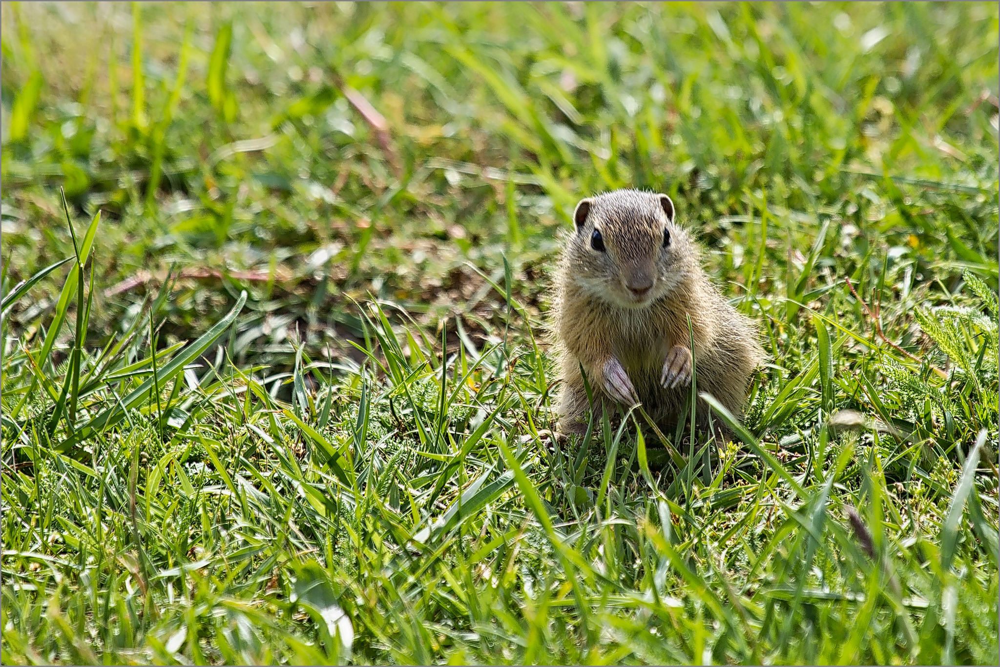 Flinke Flitzer im Nationalpark Neusiedlersee - Donaustadt