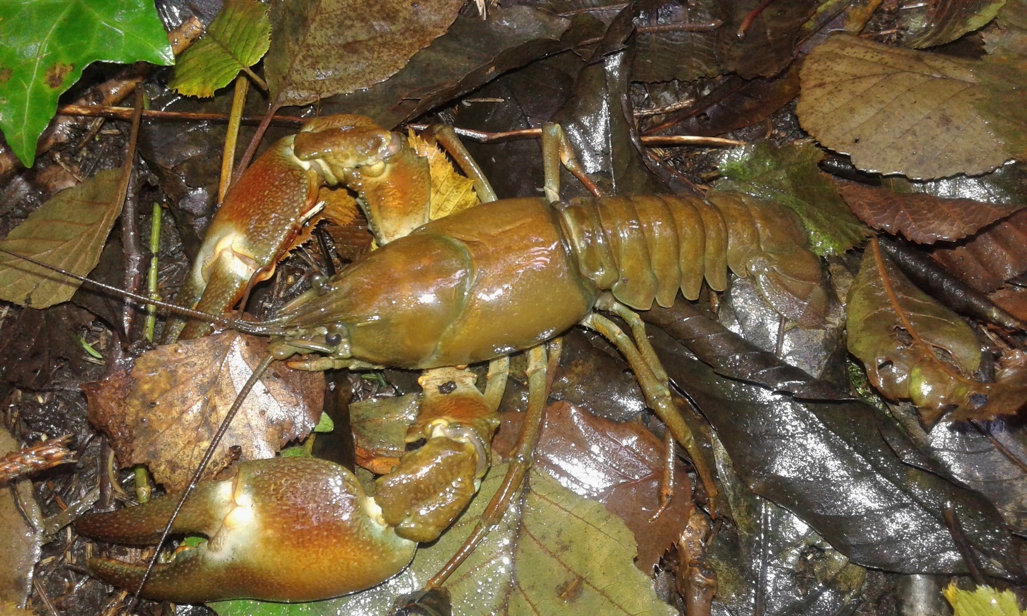 Ein Signalkrebs (Amerikanischer Flusskrebs) - Vöcklabruck