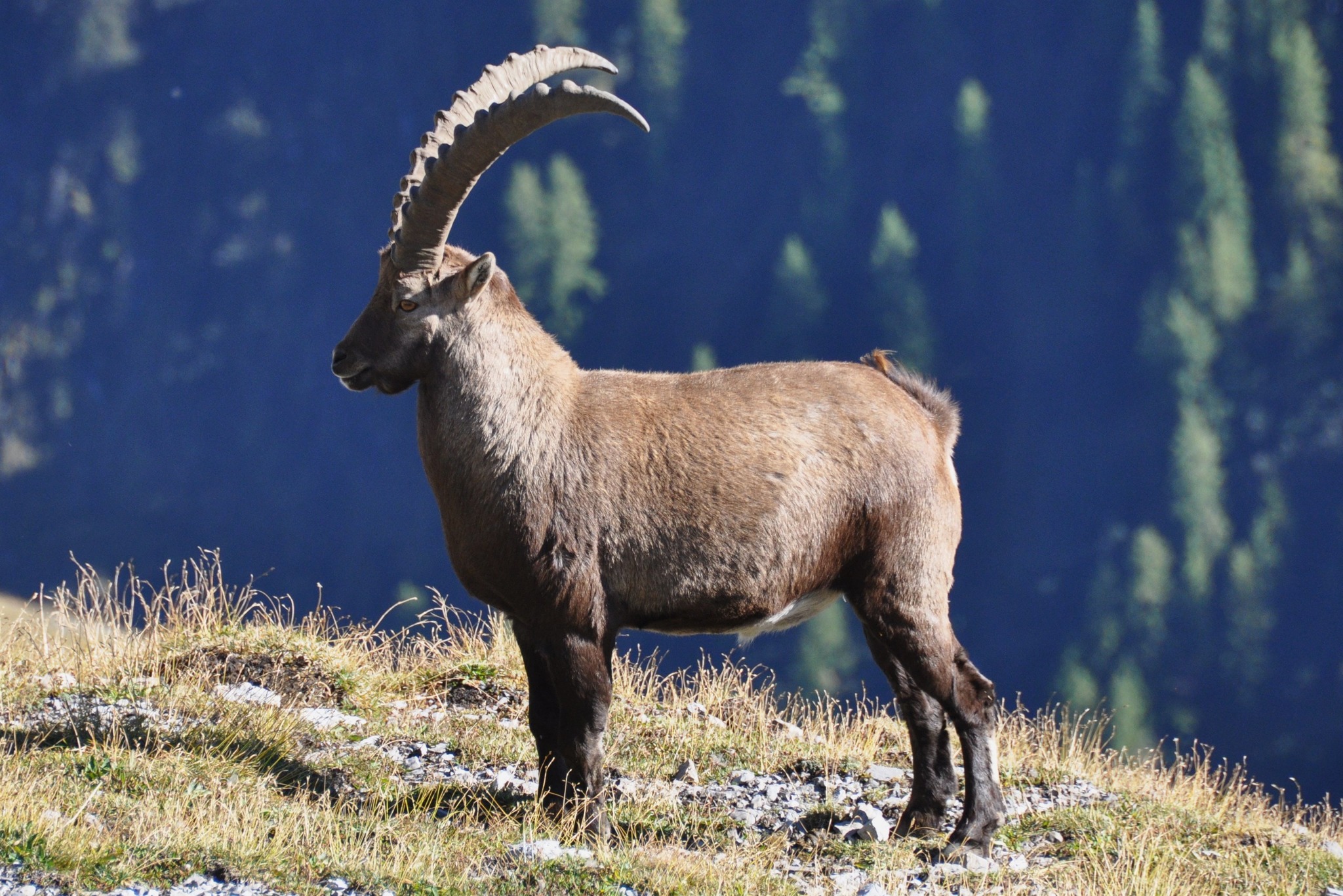 Der Steinbock - Reutte
