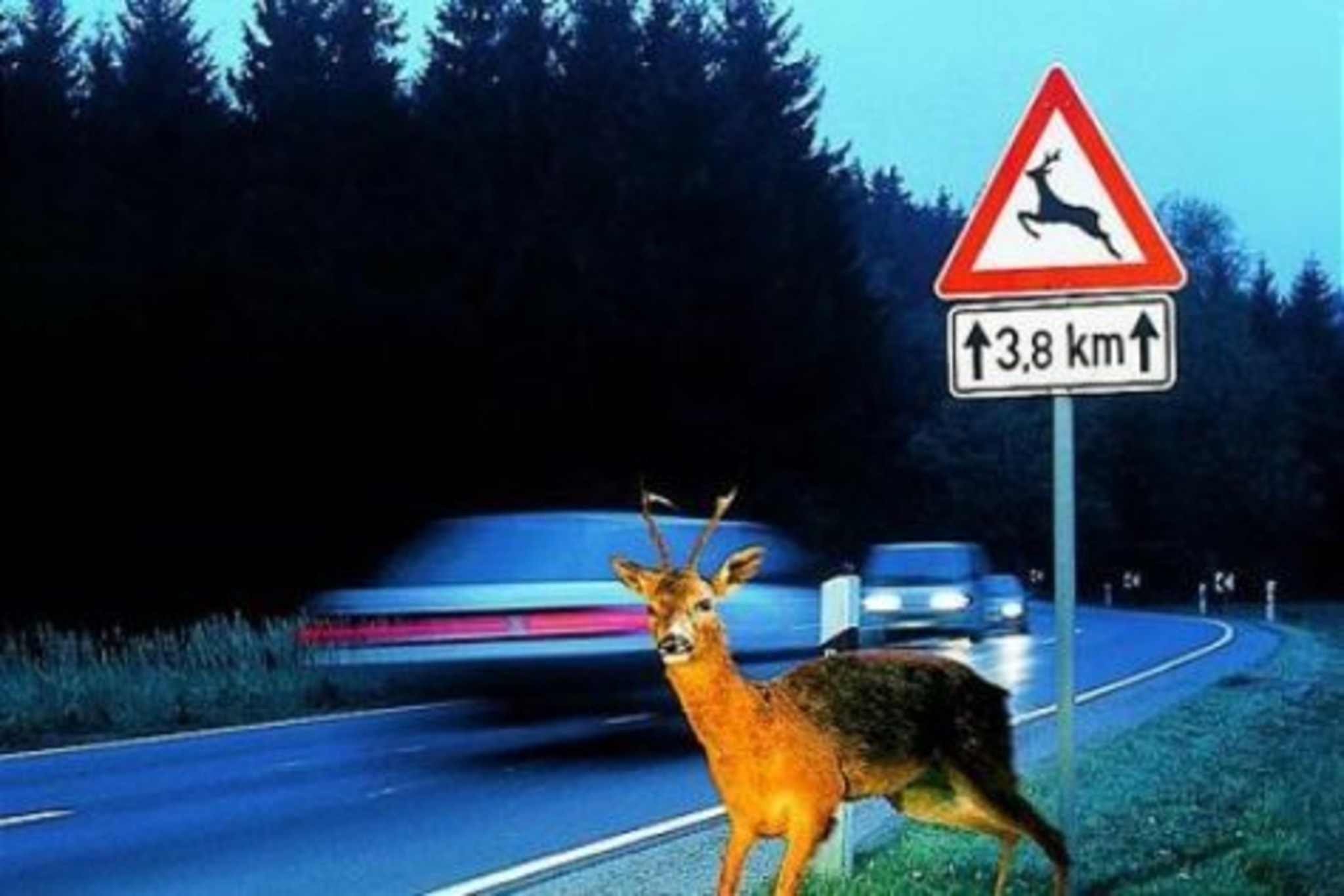 Hollabrunn: 771 Rehe durch Autos erlegt - Hollabrunn