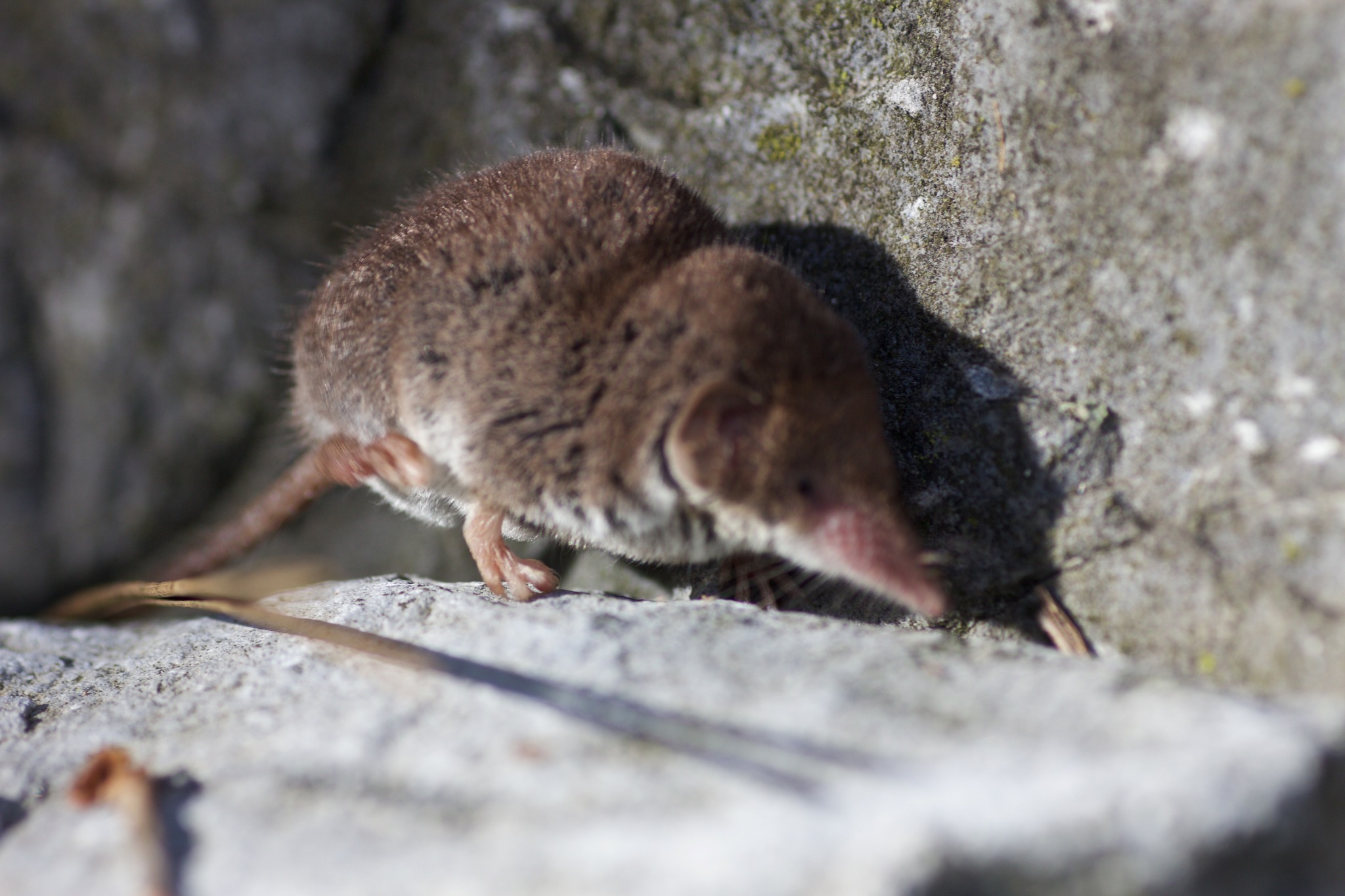 Spitzmaus Bilder - Weiz