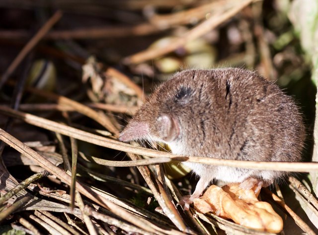 Spitzmaus Bilder - Weiz
