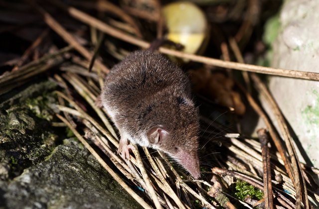 Spitzmaus Bilder - Weiz