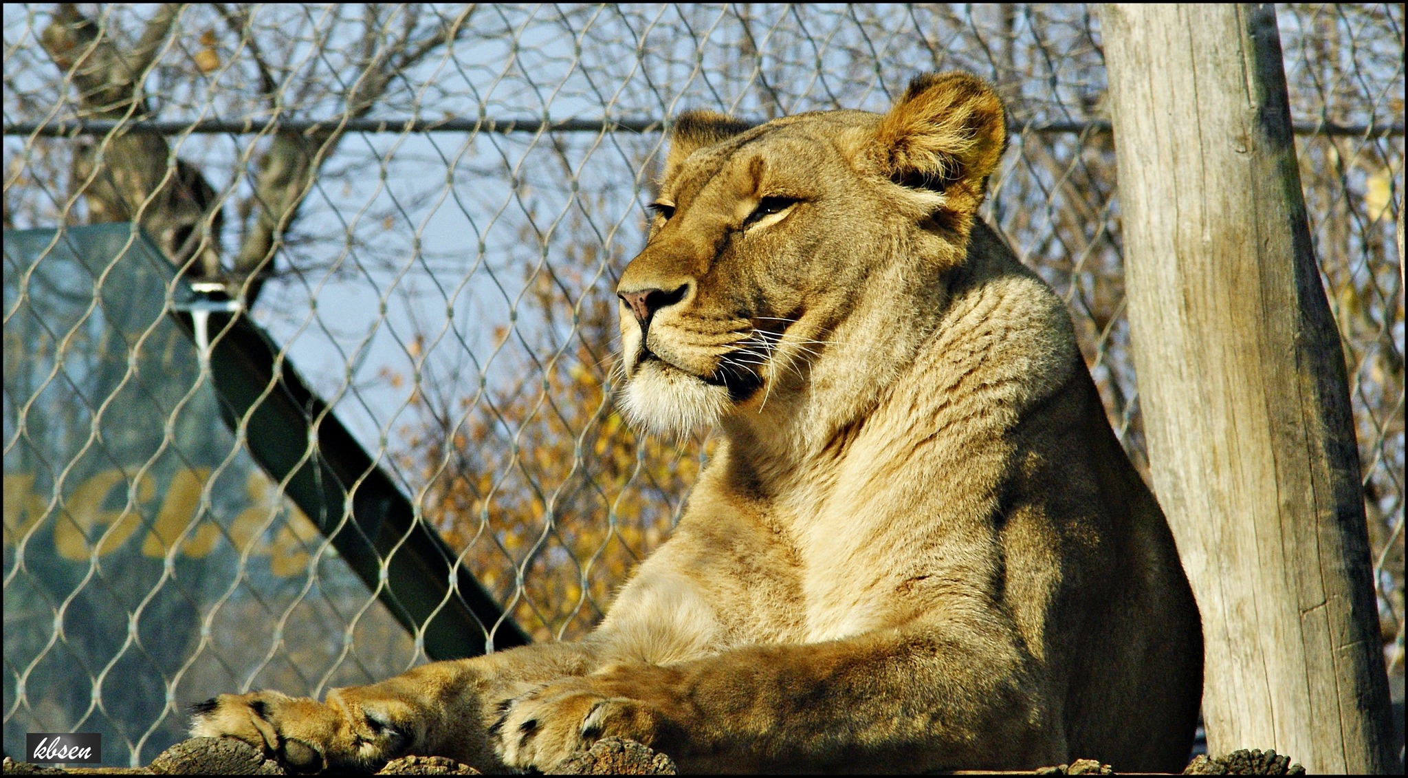 faule Katze - Hietzing