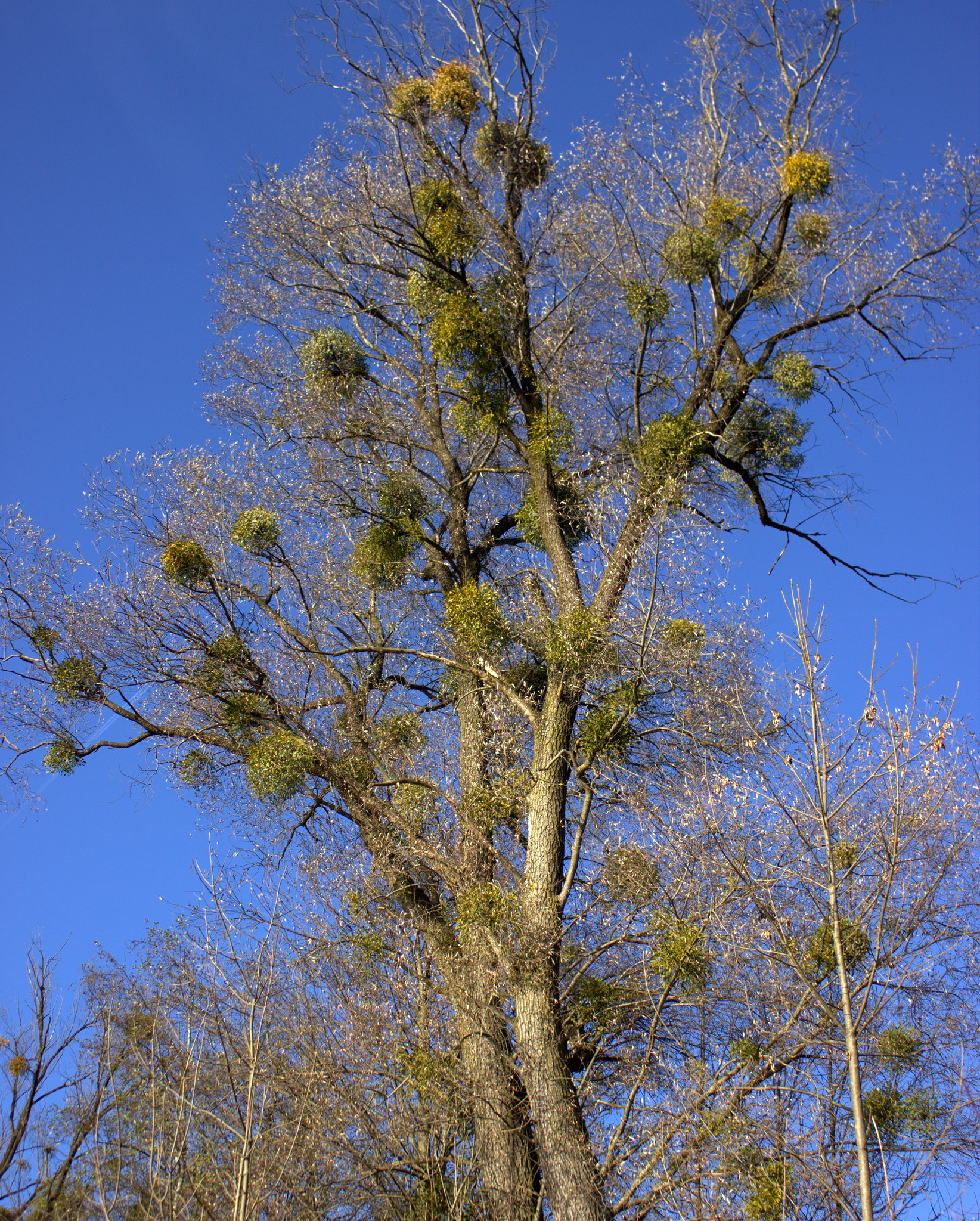 Die Mistel! Auch Schmarotzer genannt! - Pinzgau