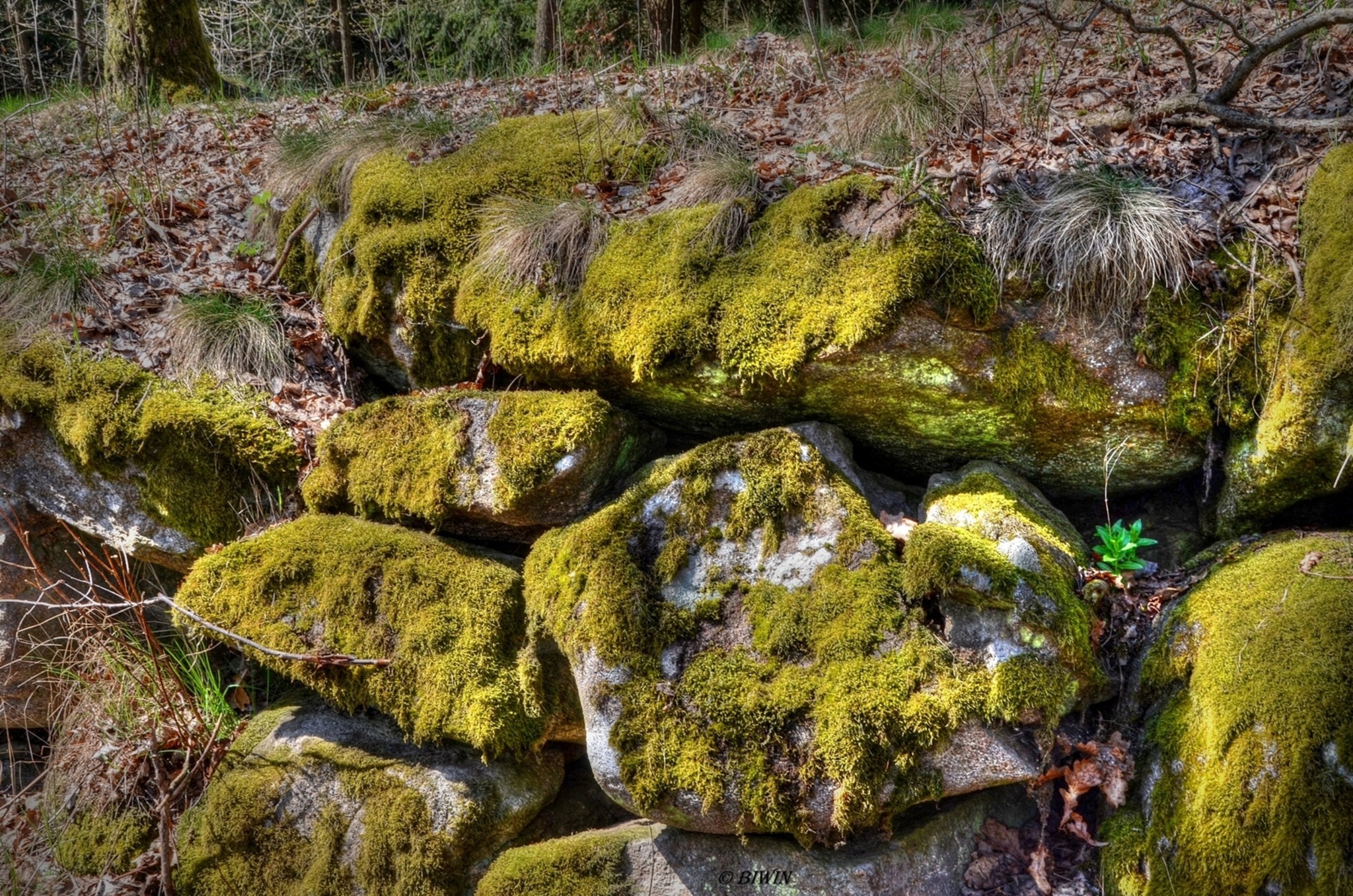 Bezauberndes Moos im Wald - Krems