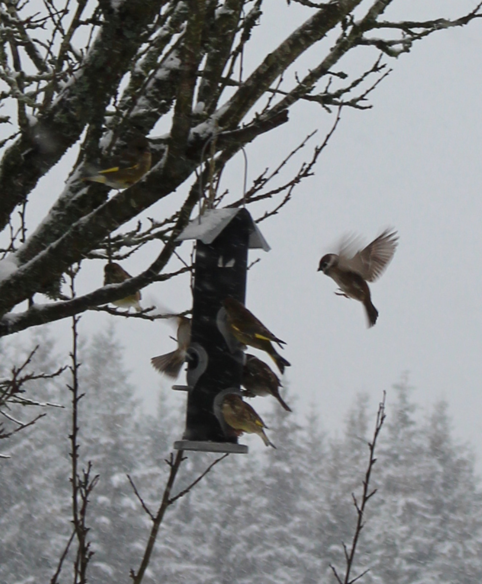 Flattern im kalten Wind - Freistadt