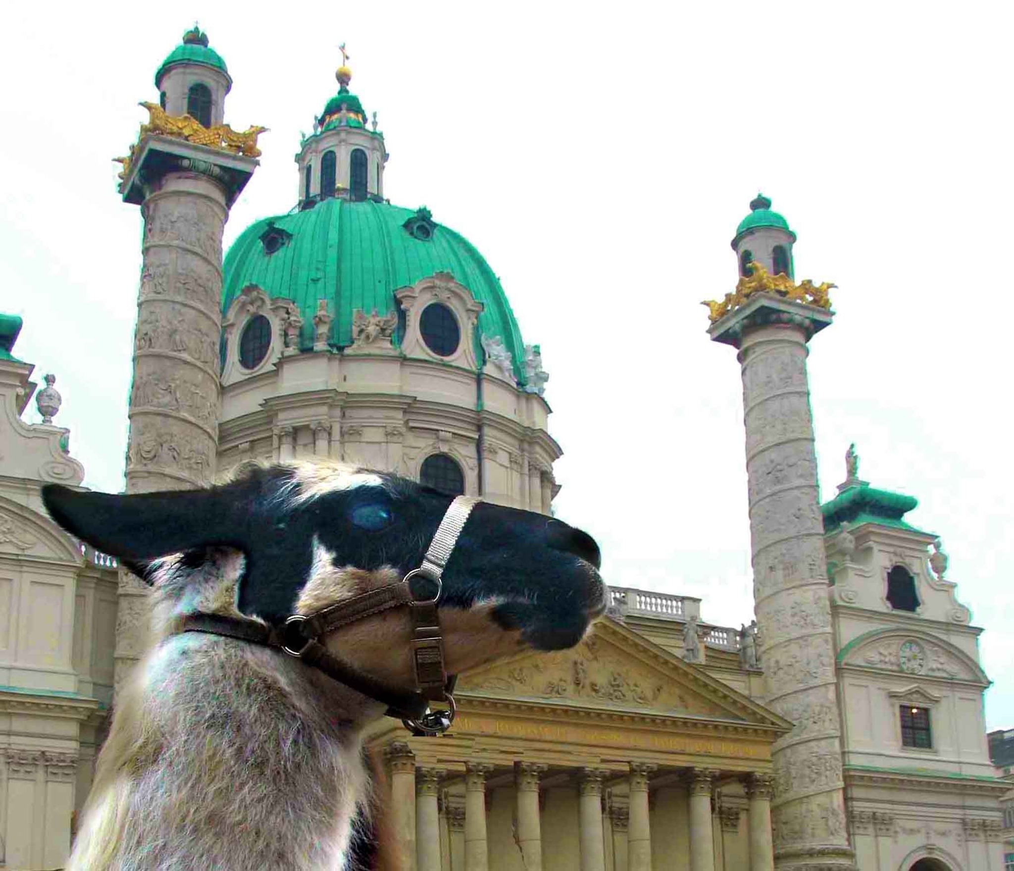 Lama.................Foto: Kerstin Samuel Der weibliche Blick ...