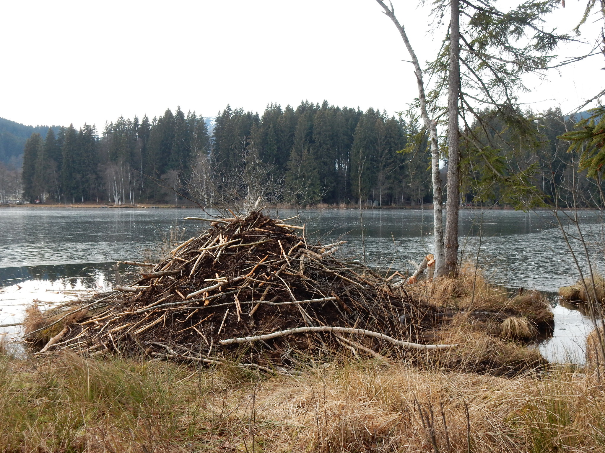 Die neue Biberburg... - Kitzbühel