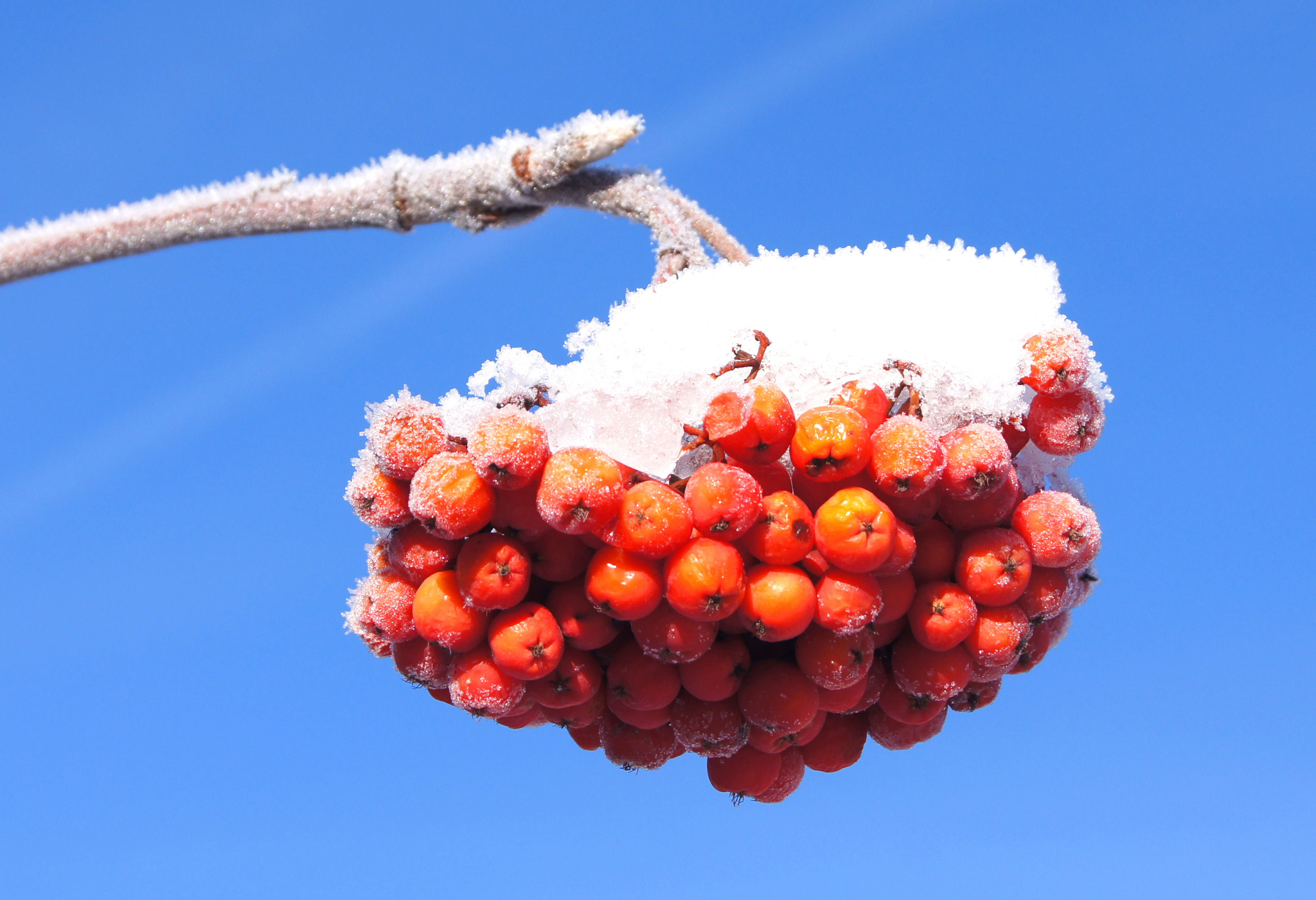 Vogelbeeren sind die Früchte der Eberesche - Deutschlandsberg