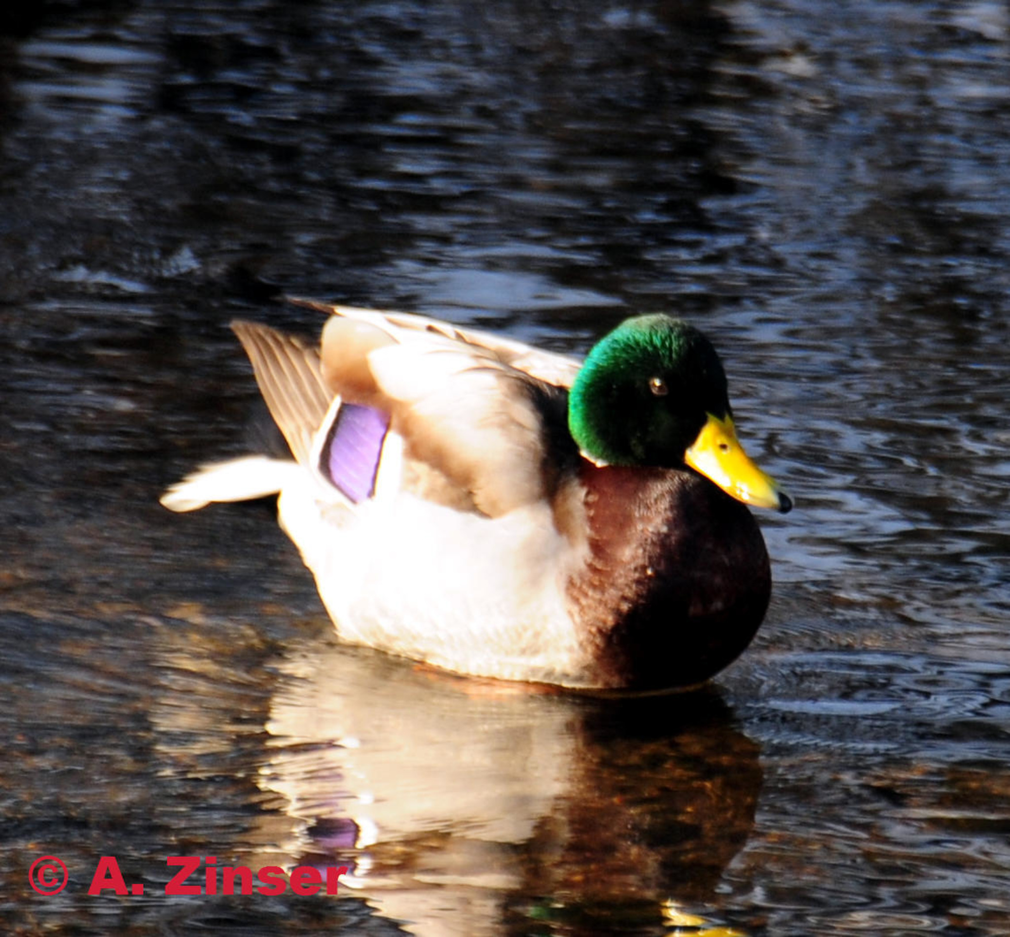 Der Erpel genießt...... - Leibnitz