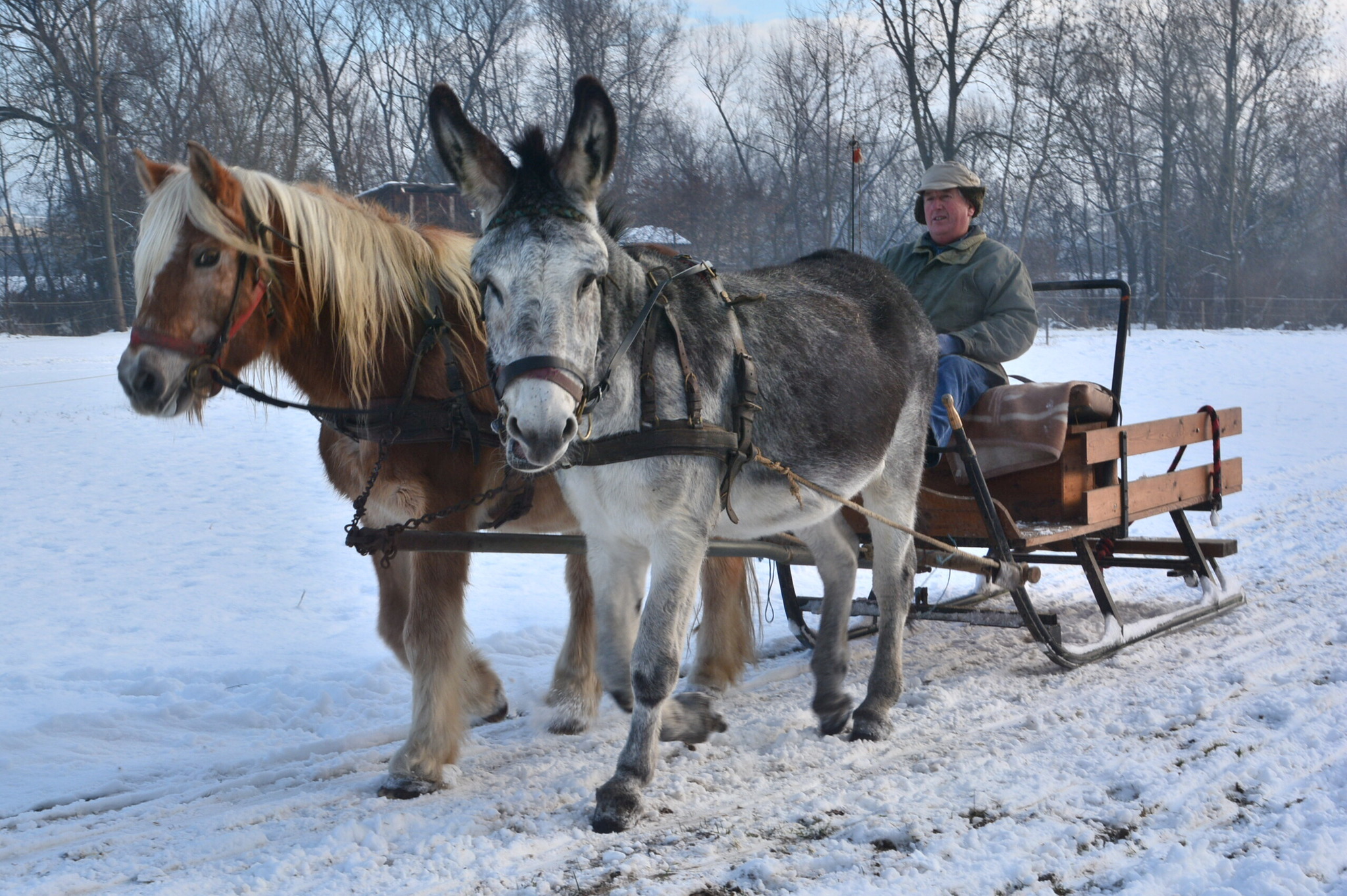 Schlittenfahrt mit Pferd und Esel! - Weiz