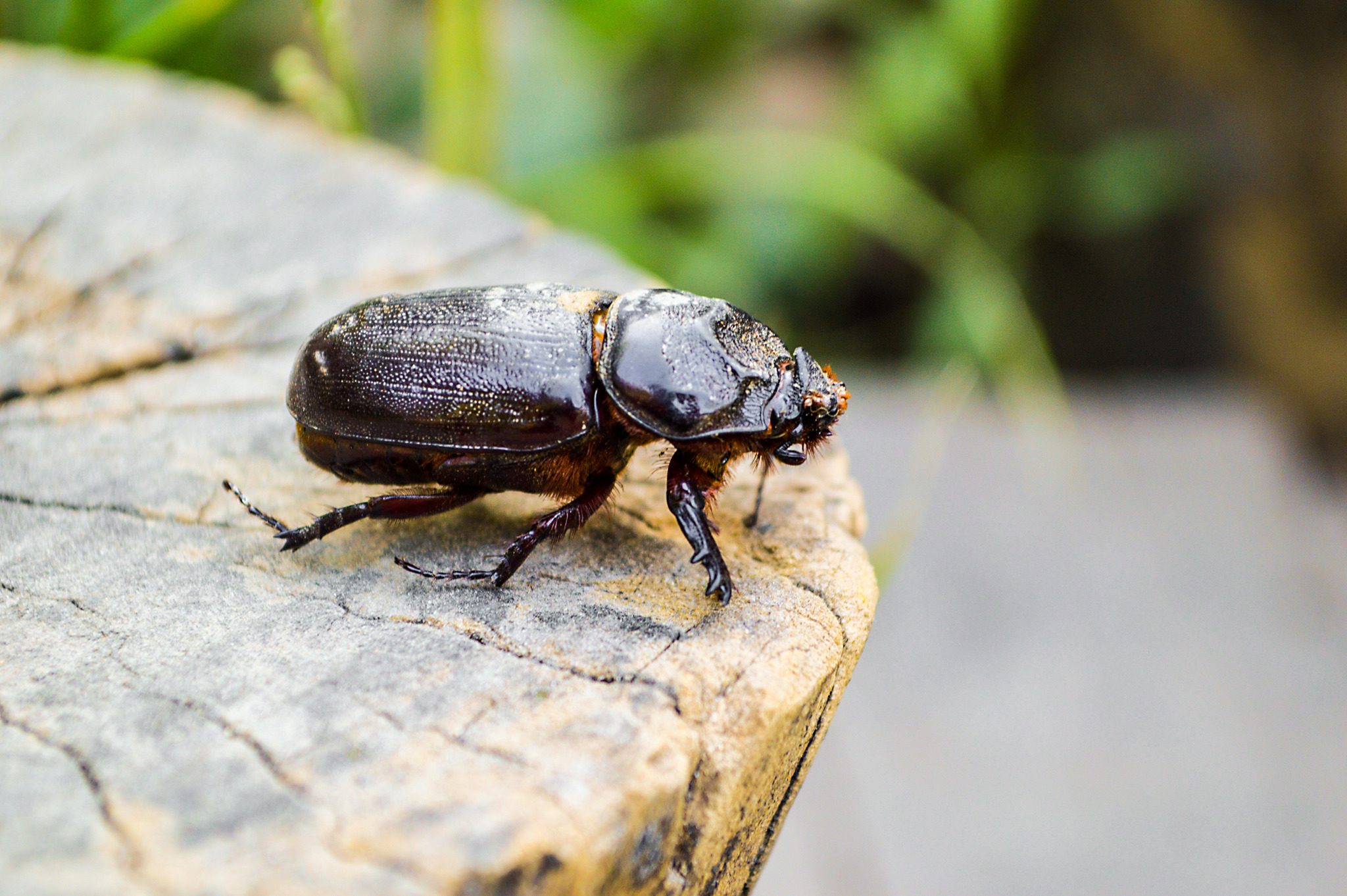 Die Borkenkäfer fressen sich durch den Wald - Braunau
