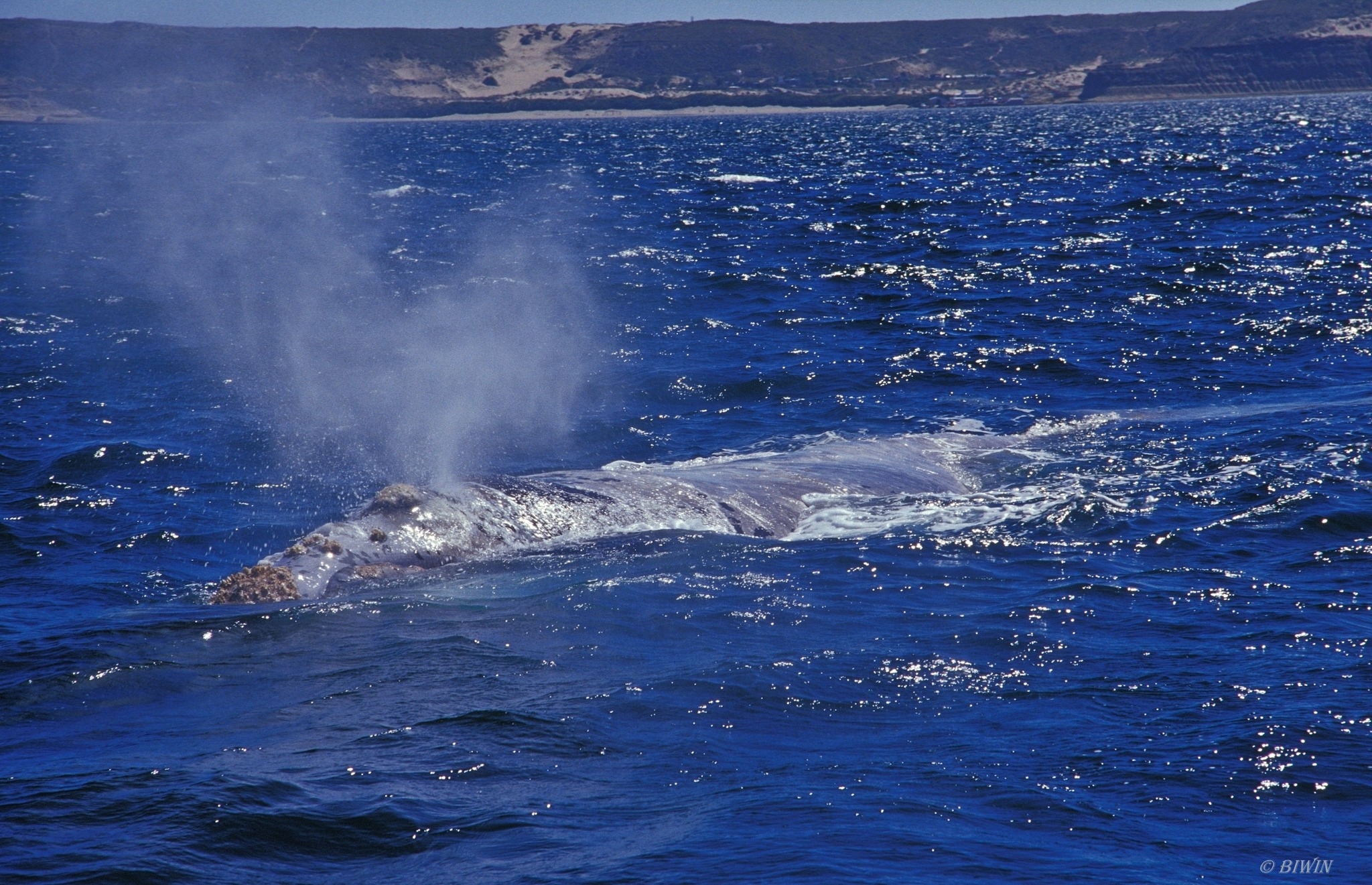 Der Südkaper - ein Wal - Krems