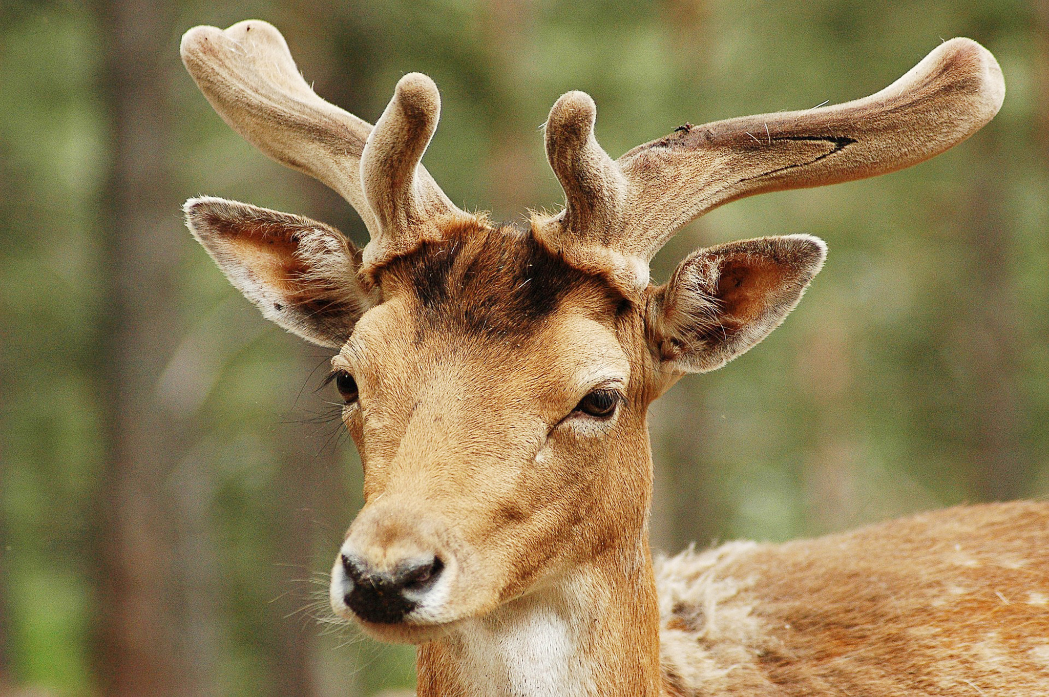 "Wilderer-Ball" mit Jäger und Almholta - Lavanttal