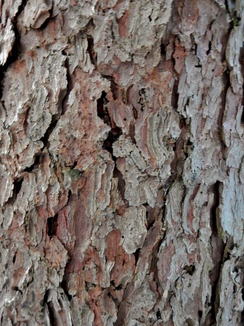 Warum braucht ein Baum die Rinde? - Kitzbühel