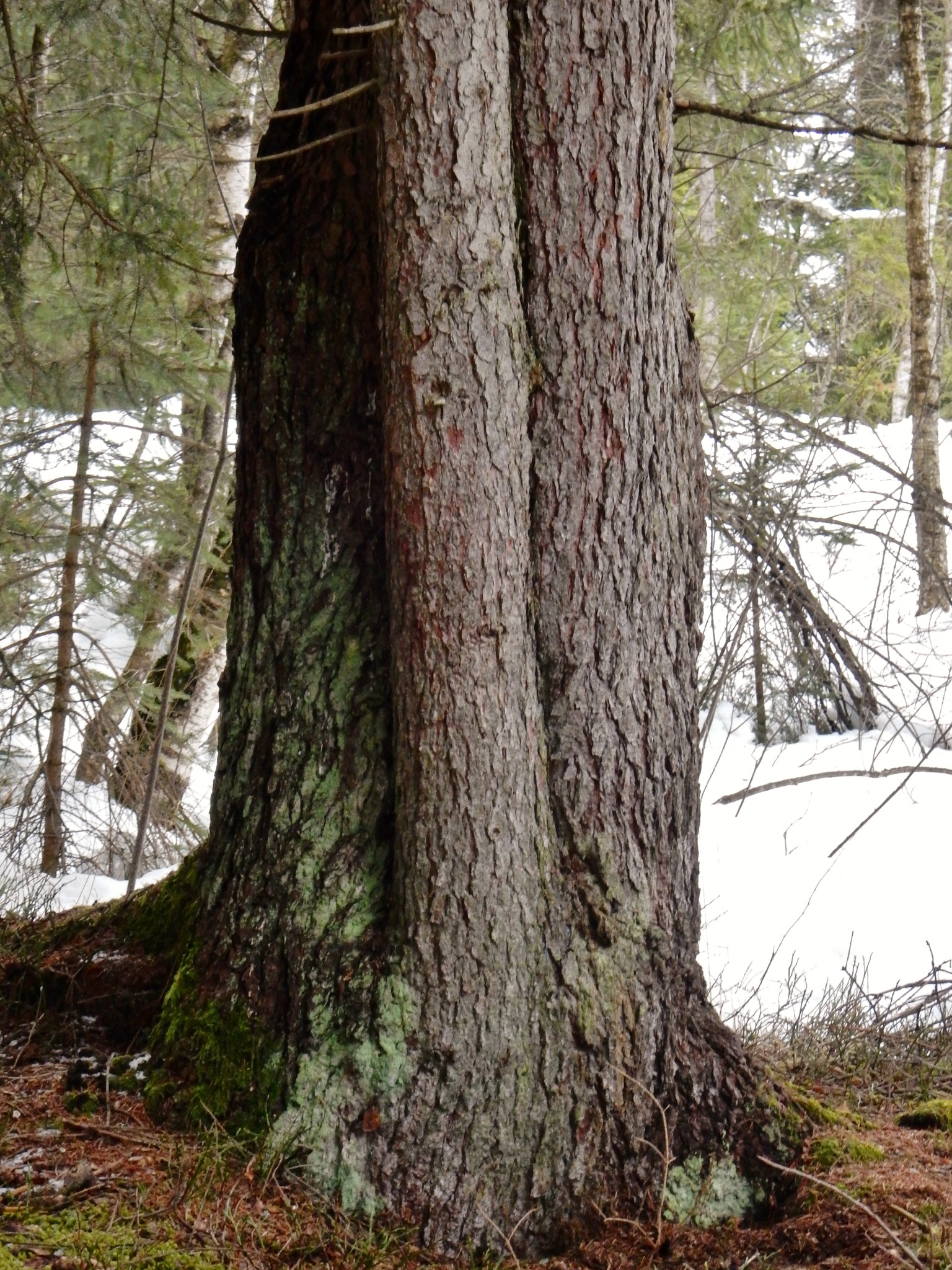 Warum braucht ein Baum die Rinde? - Kitzbühel