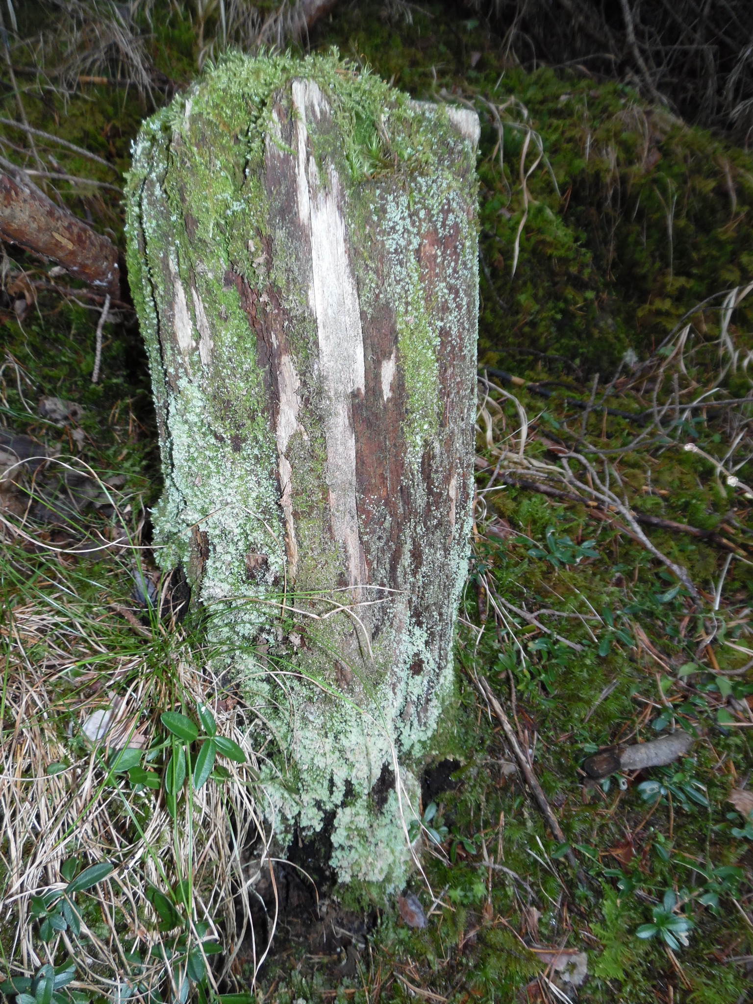 Vermooster Holzstumpf - Imst