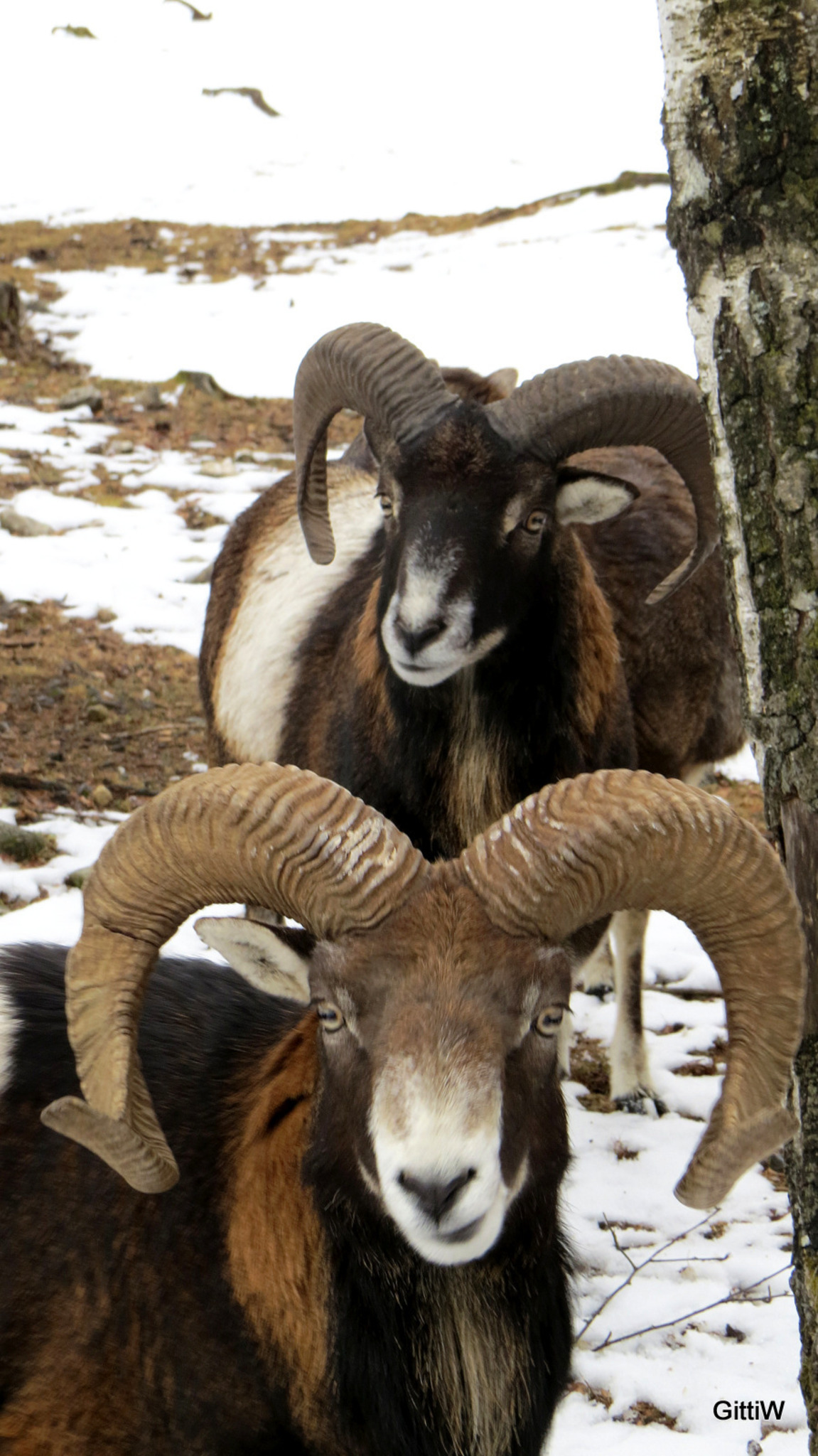 Schian guadn Morgen...wo bleibt unser Früfstück? - Telfs