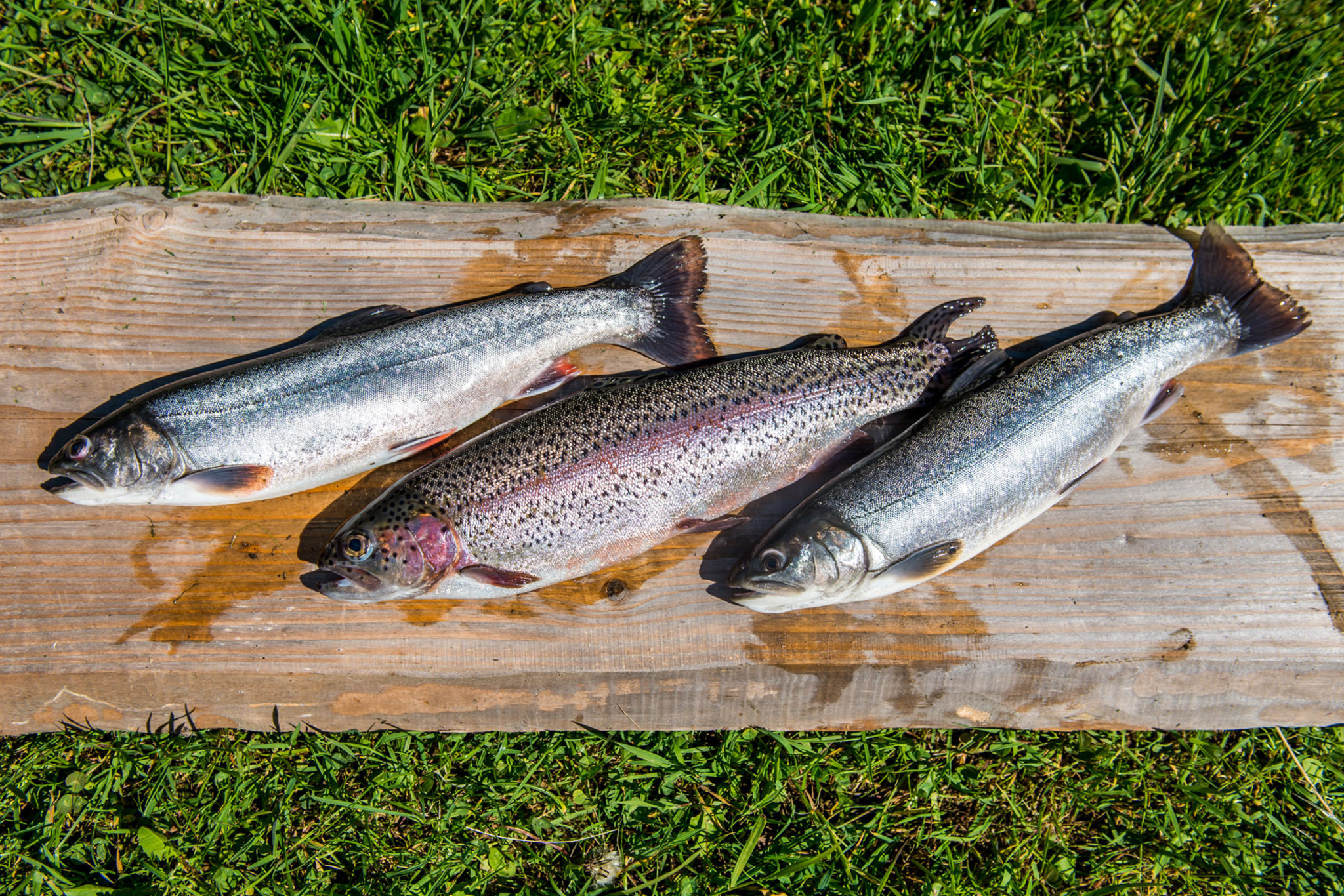 "Alles für die Fisch" im Wassercluster - Scheibbs