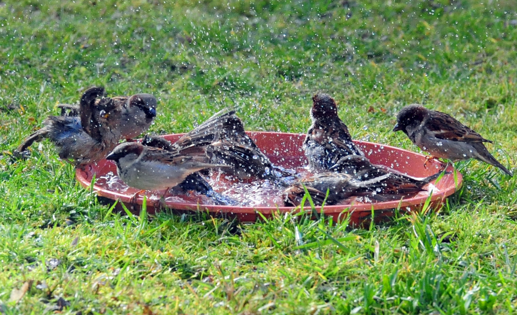 Action im Vogelbad - Braunau