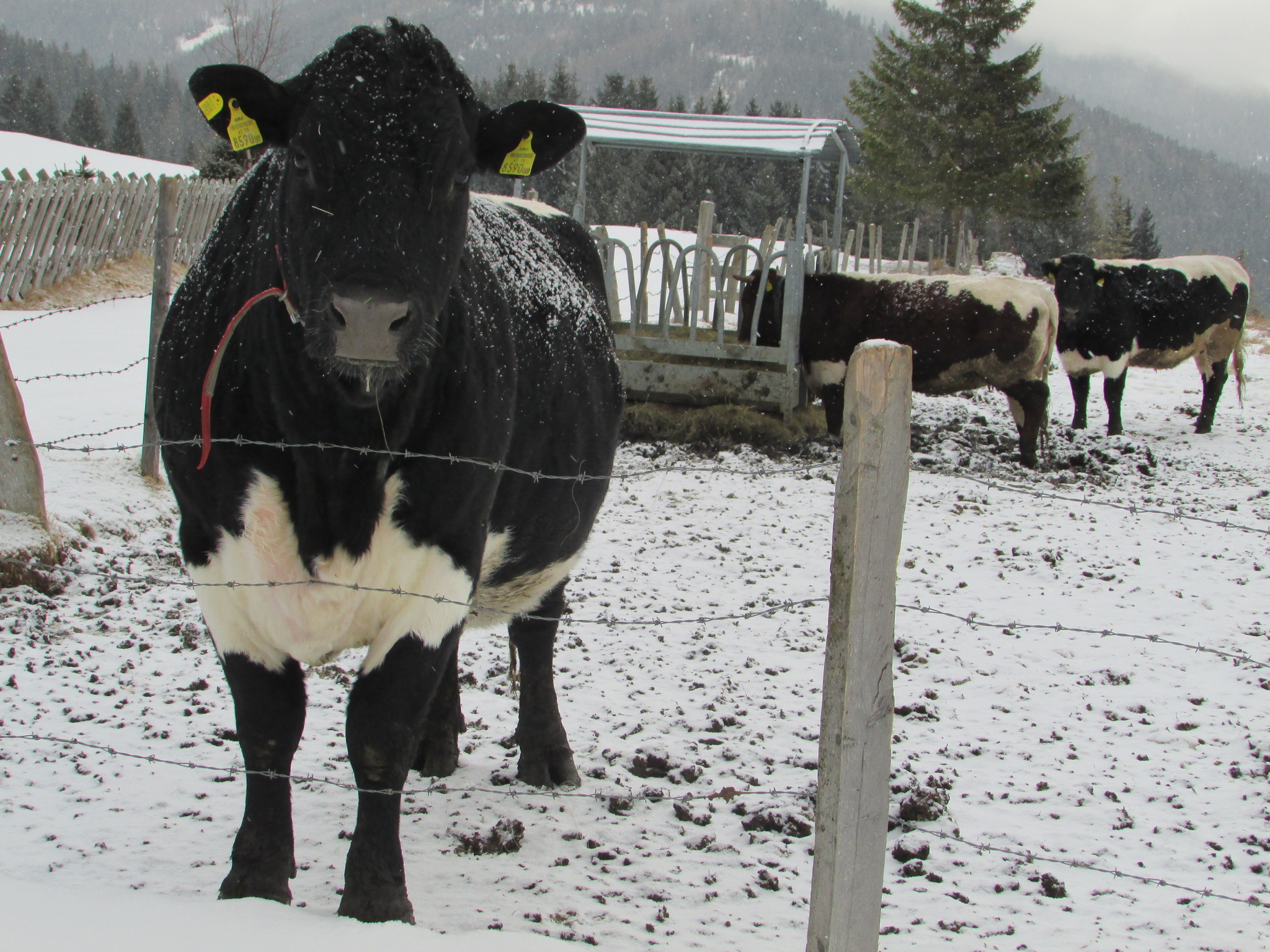 Pinzgauer Rinder schwarz - Feldkirchen