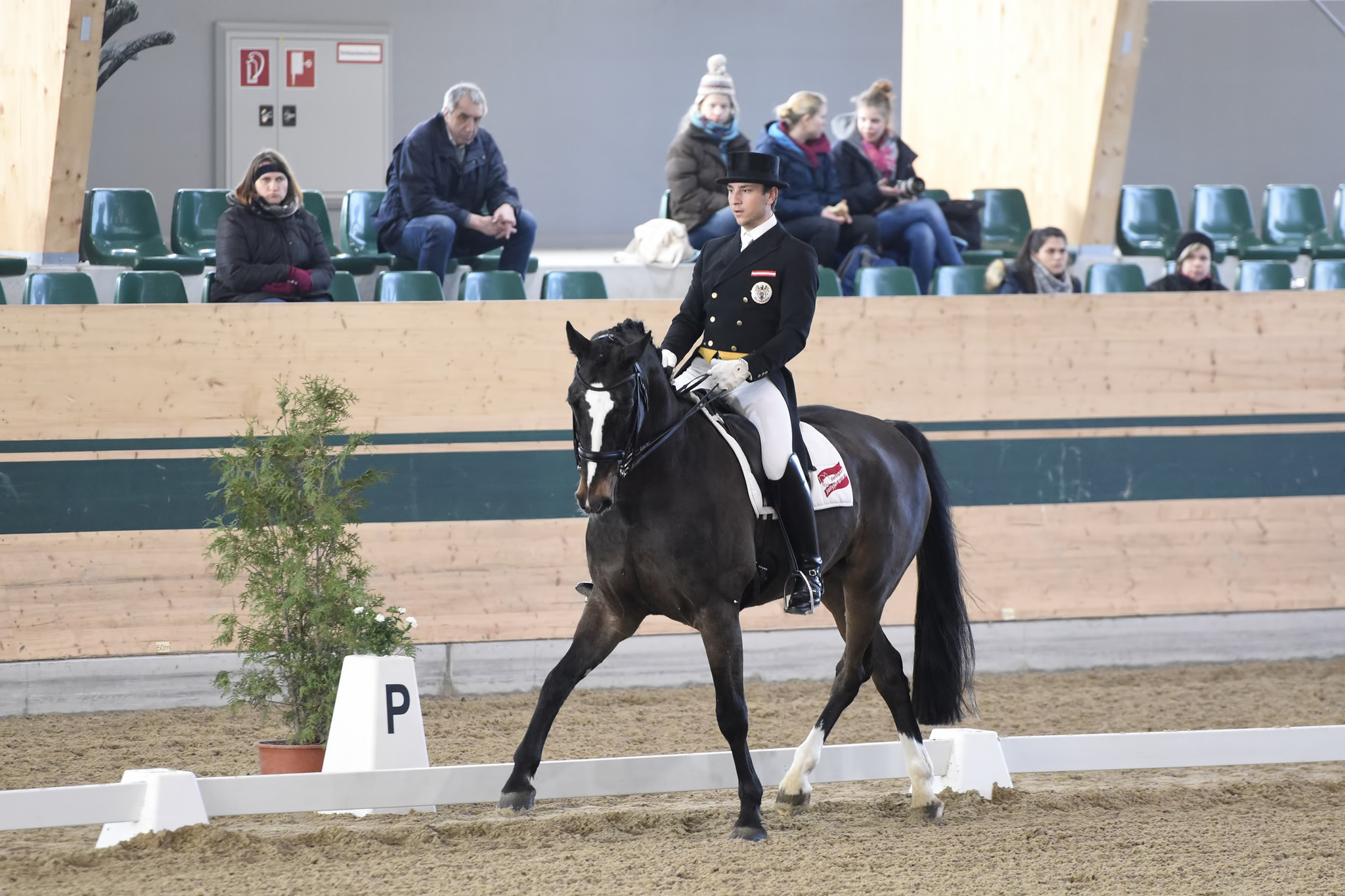 Pferdesport - Wer fährt zur Dressur EM? Im Magna Racino wird wieder für ...