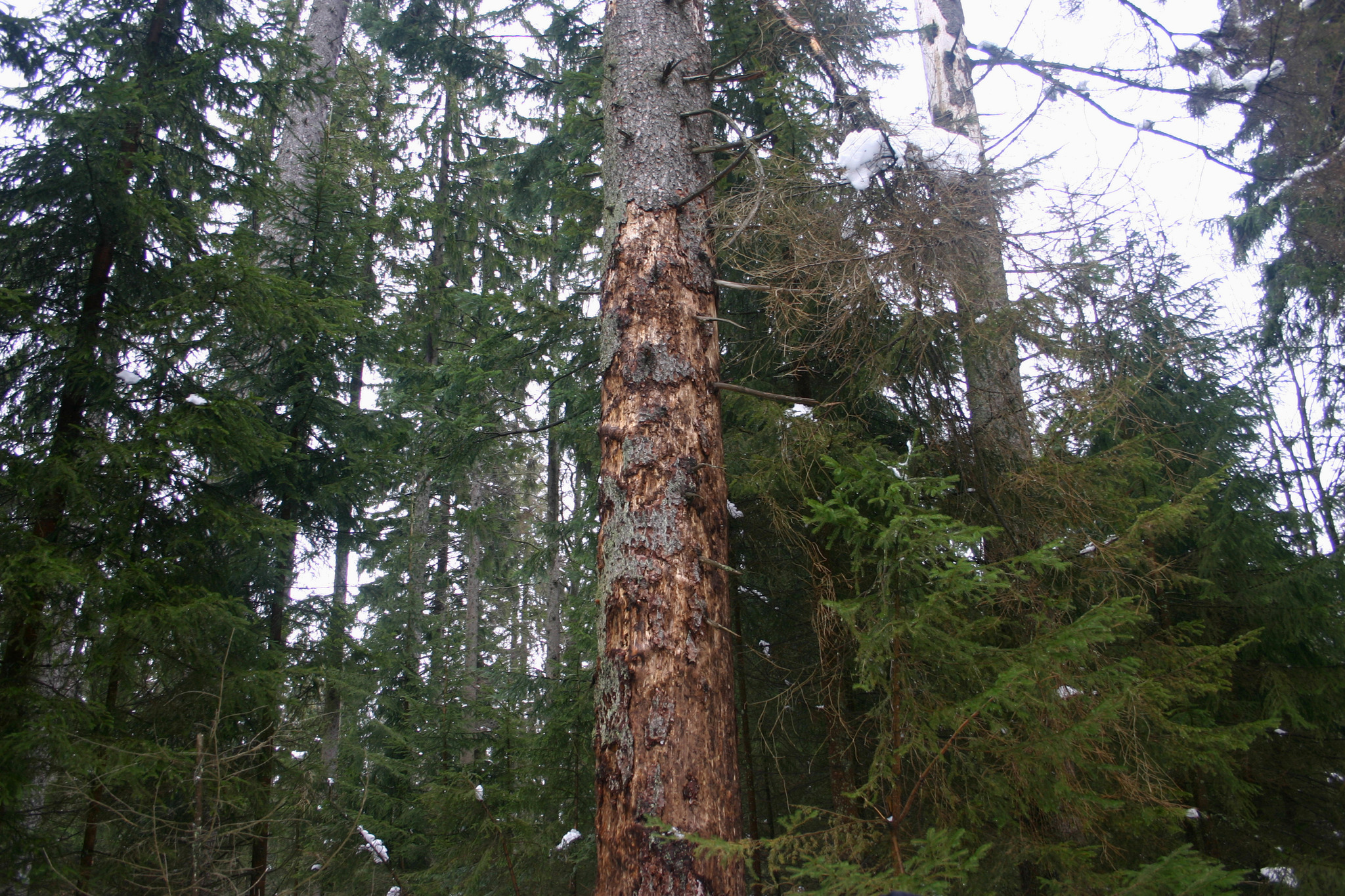 Borkenkäfer: Befall erkennen - Rohrbach