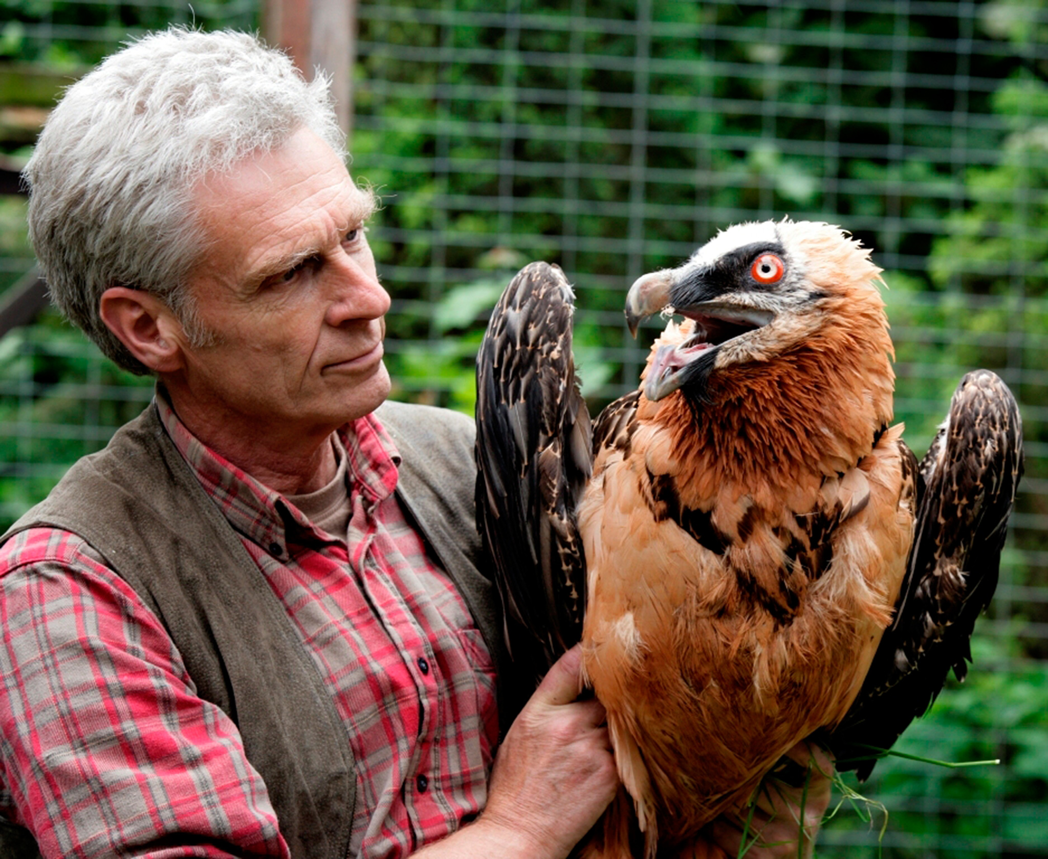 Zistersdorf: 19 Tiere durch Gift qualvoll verendet - Gänserndorf