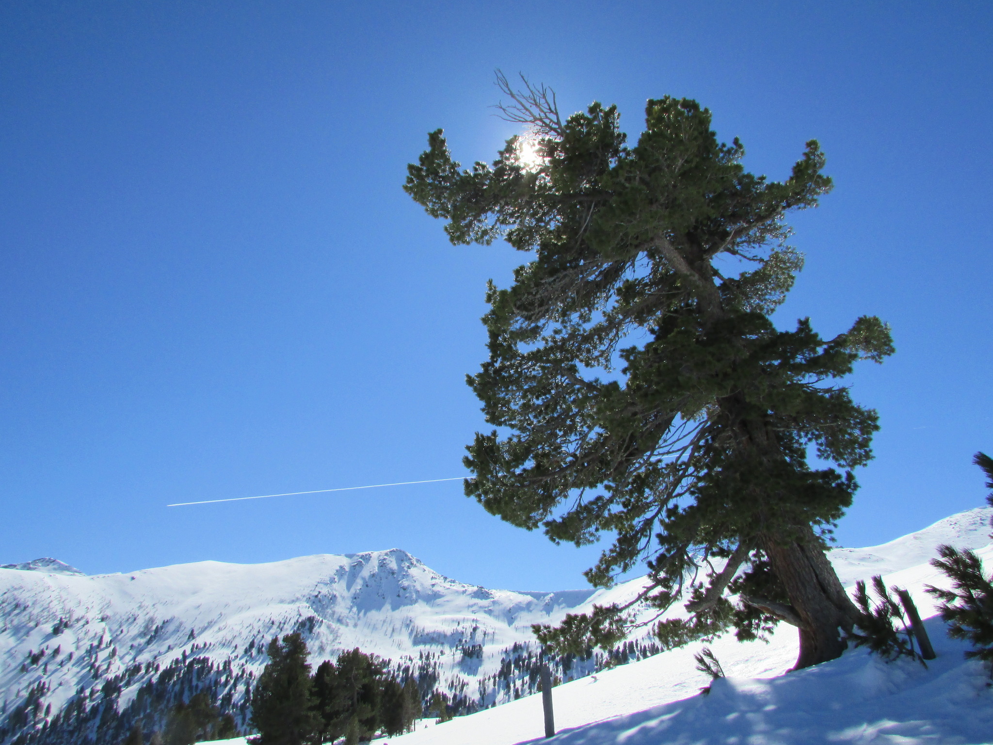 Zirbenbaum - Feldkirchen