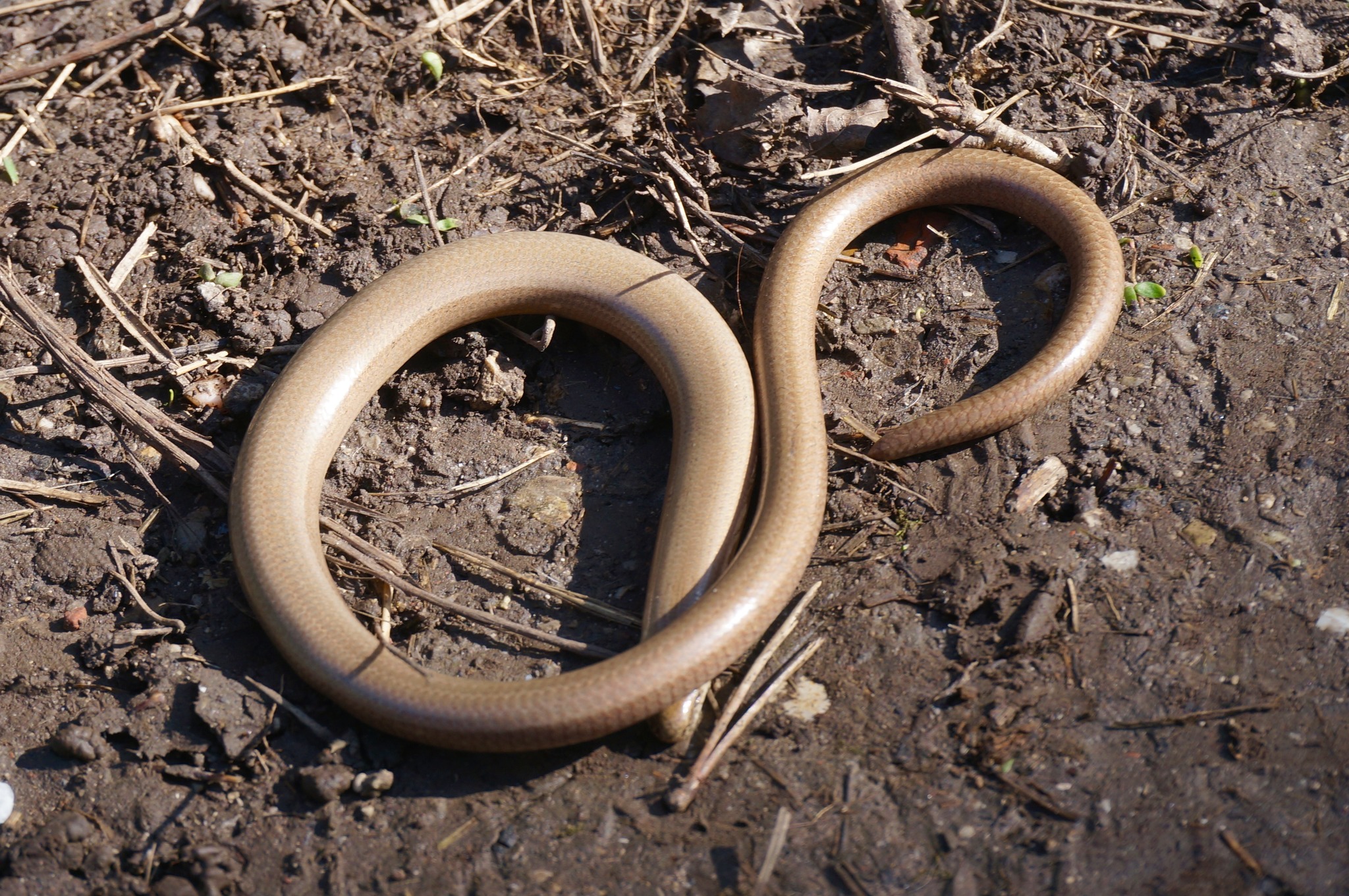 Habt acht! - Neunkirchen