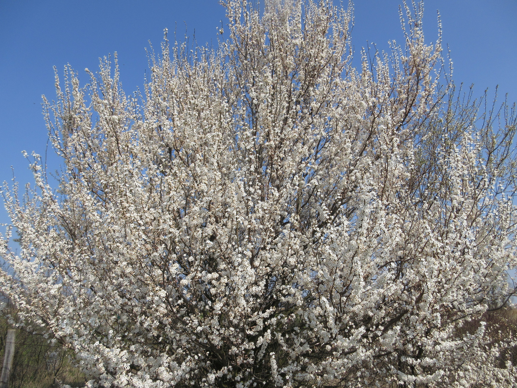 "Kriachalbaum" in voller Blüte - Eisenstadt