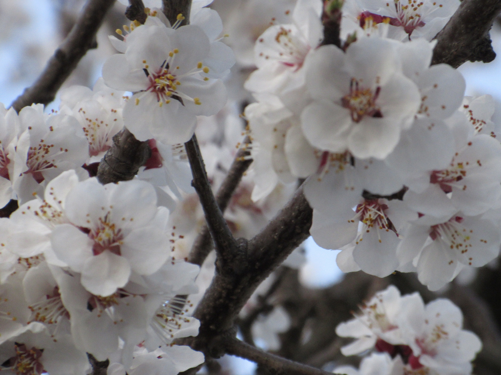 Die Marille.... - Eisenstadt