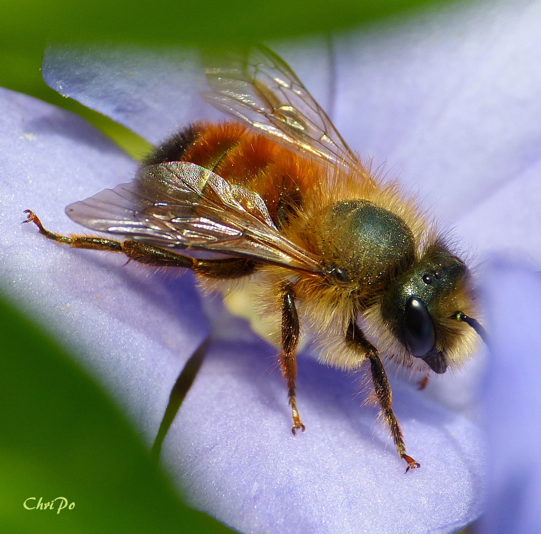 Fleißiges Bienchen - Ottakring