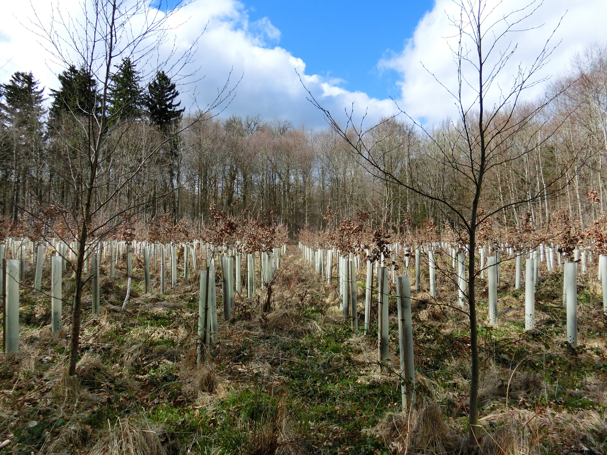 Die Baumschule - Reutte
