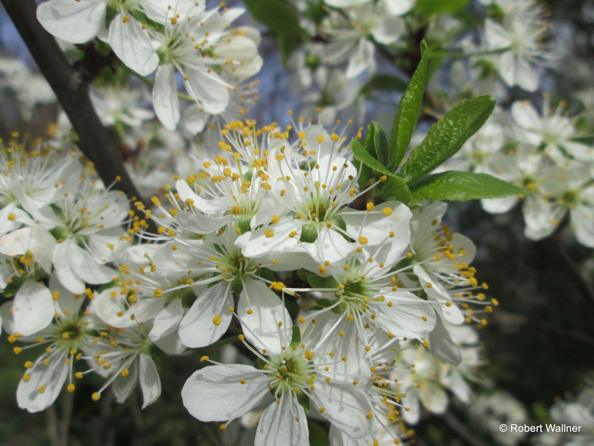 Floridsdorfer Zwetschke - Floridsdorf