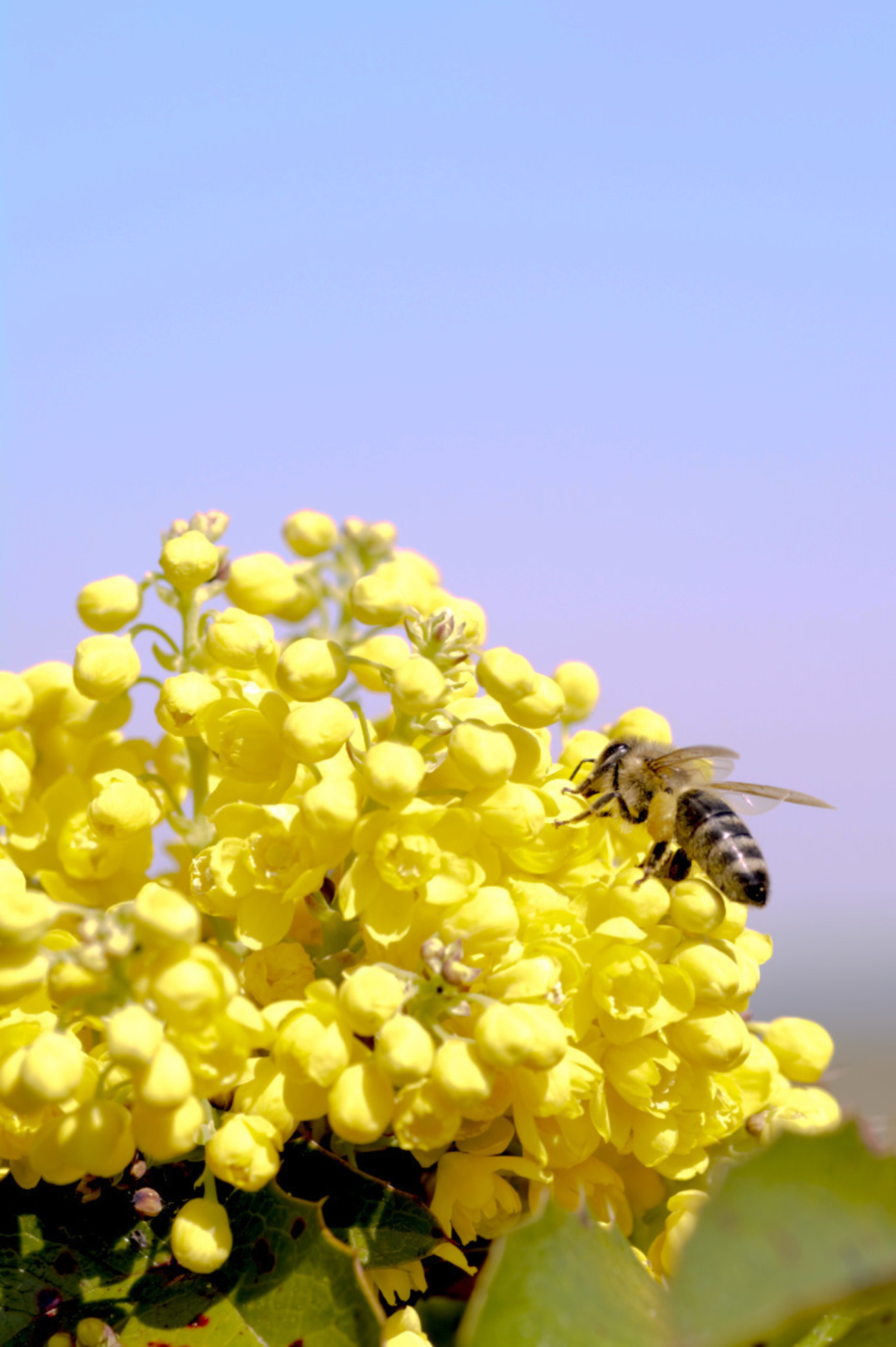 Bienchen und Blümchen - Südoststeiermark