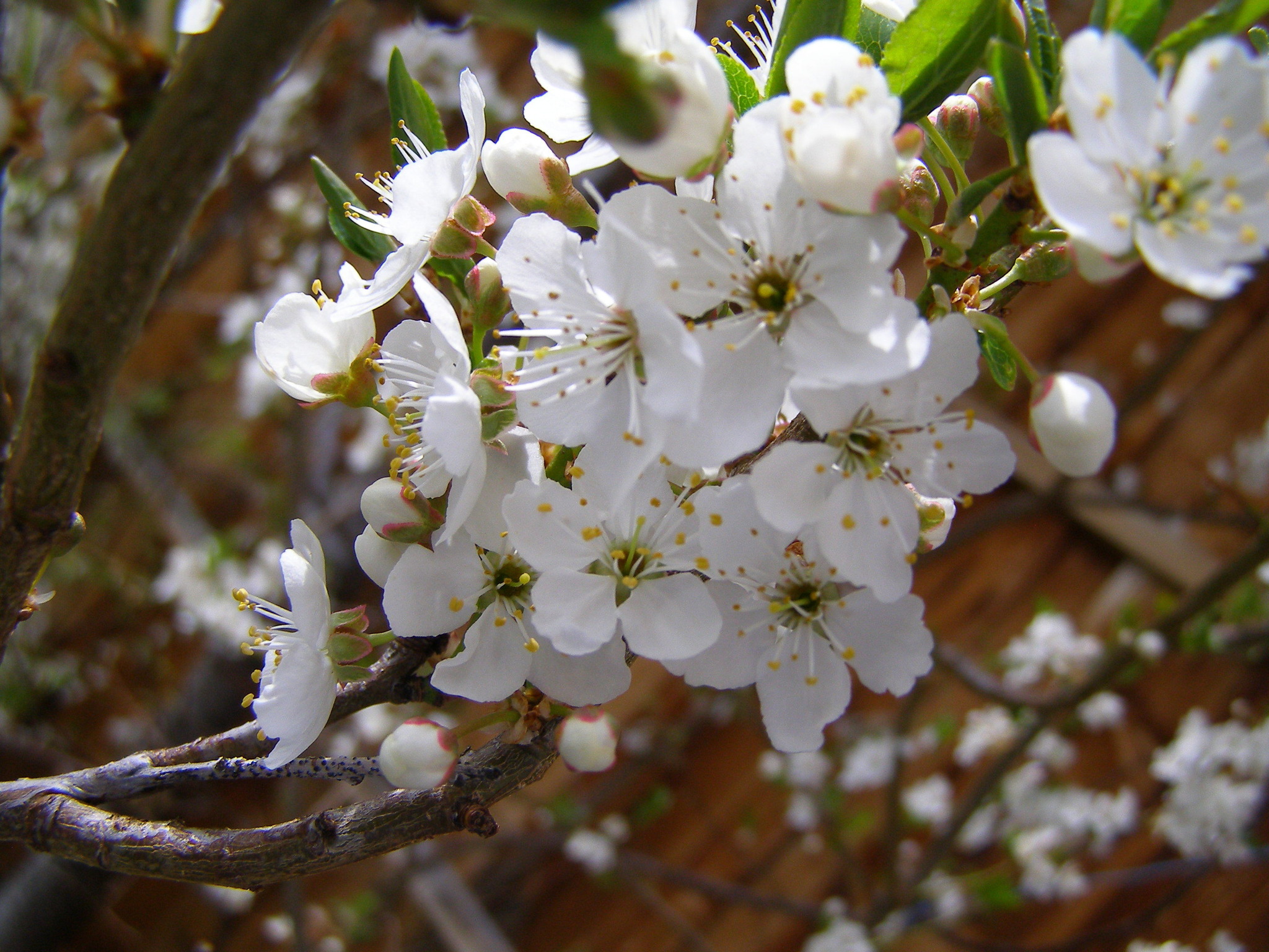 der Marillenbaum blüht - Reutte